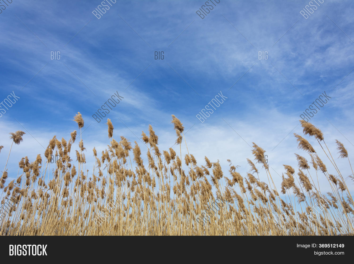 Dry Reed Bright Blue Image & Photo (Free Trial) | Bigstock