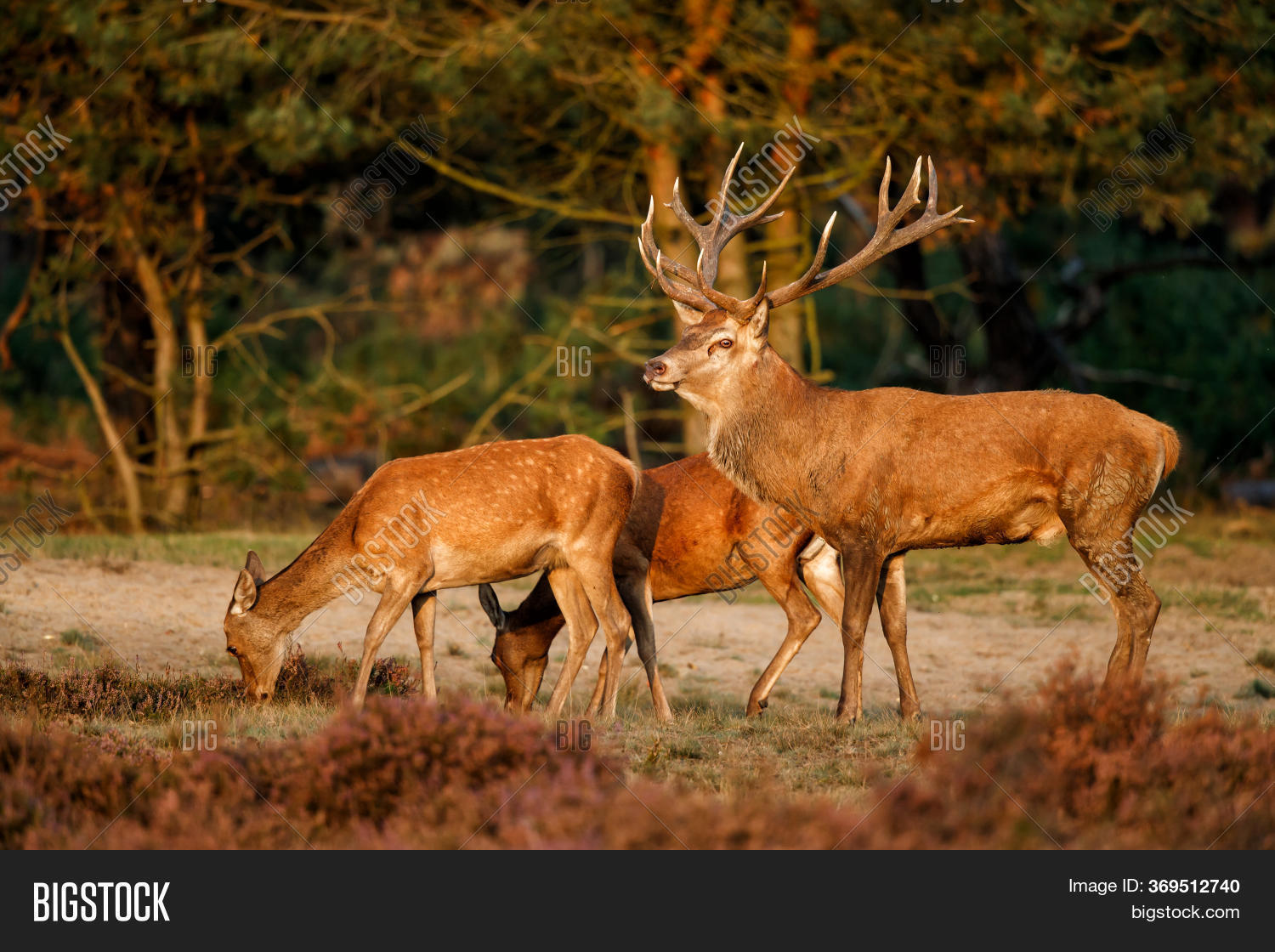 Red Deer Stag Standing Image & Photo (Free Trial) | Bigstock