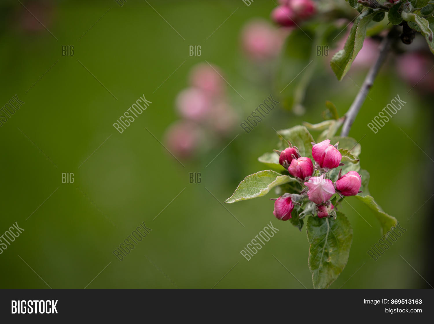 Blooming Pink Apple Image & Photo (Free Trial) | Bigstock