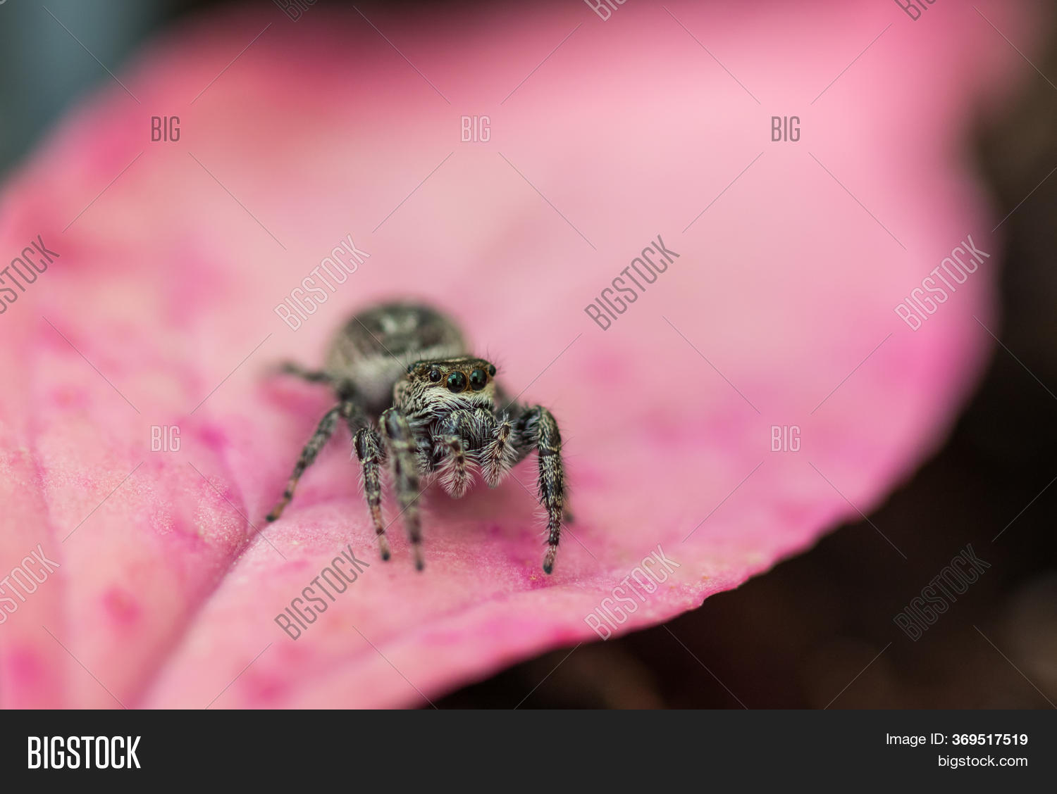 Jumping Spider On Pink Image & Photo (Free Trial) | Bigstock