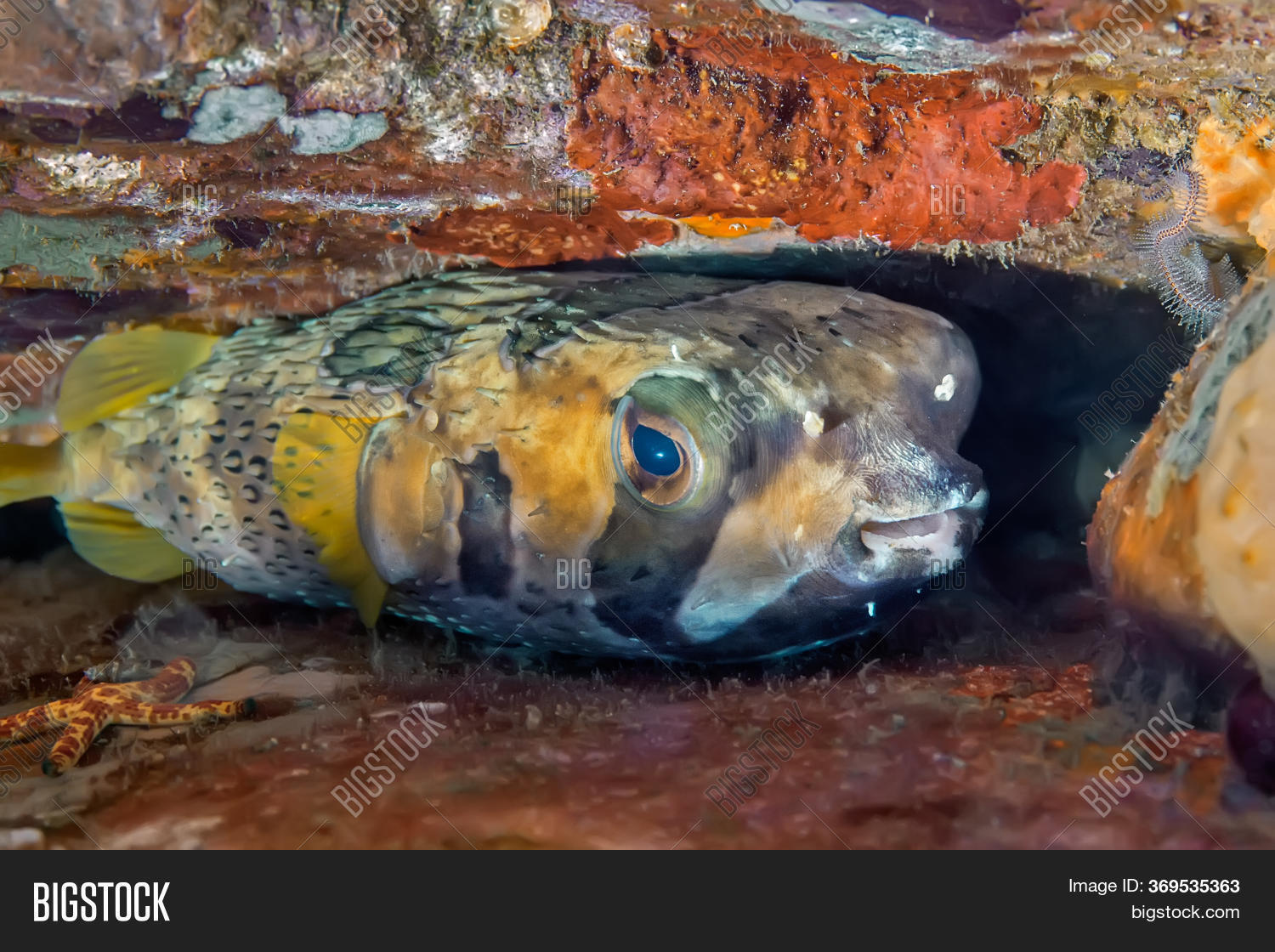 Hedgehog Fish Hides Image & Photo (Free Trial) | Bigstock