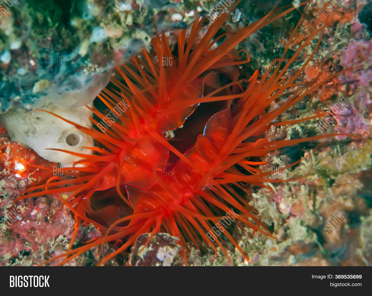 Sea Creature Electric Image & Photo (Free Trial) | Bigstock
