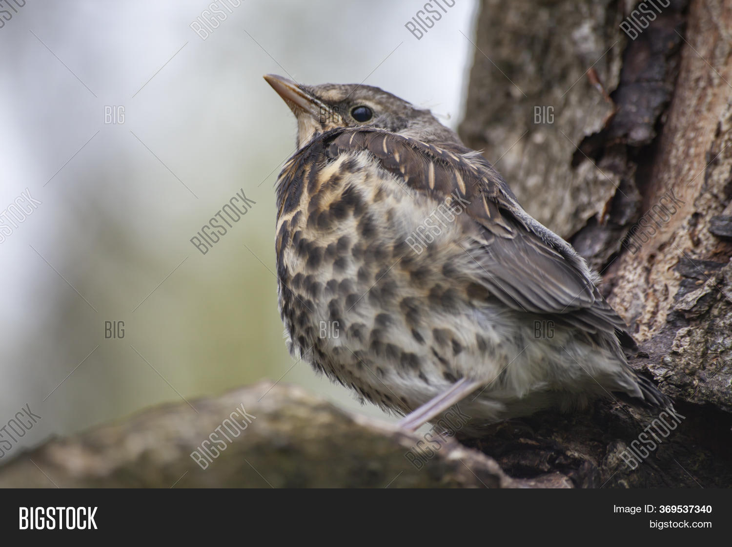 Chick Groin Thrush Has Image & Photo (Free Trial) | Bigstock