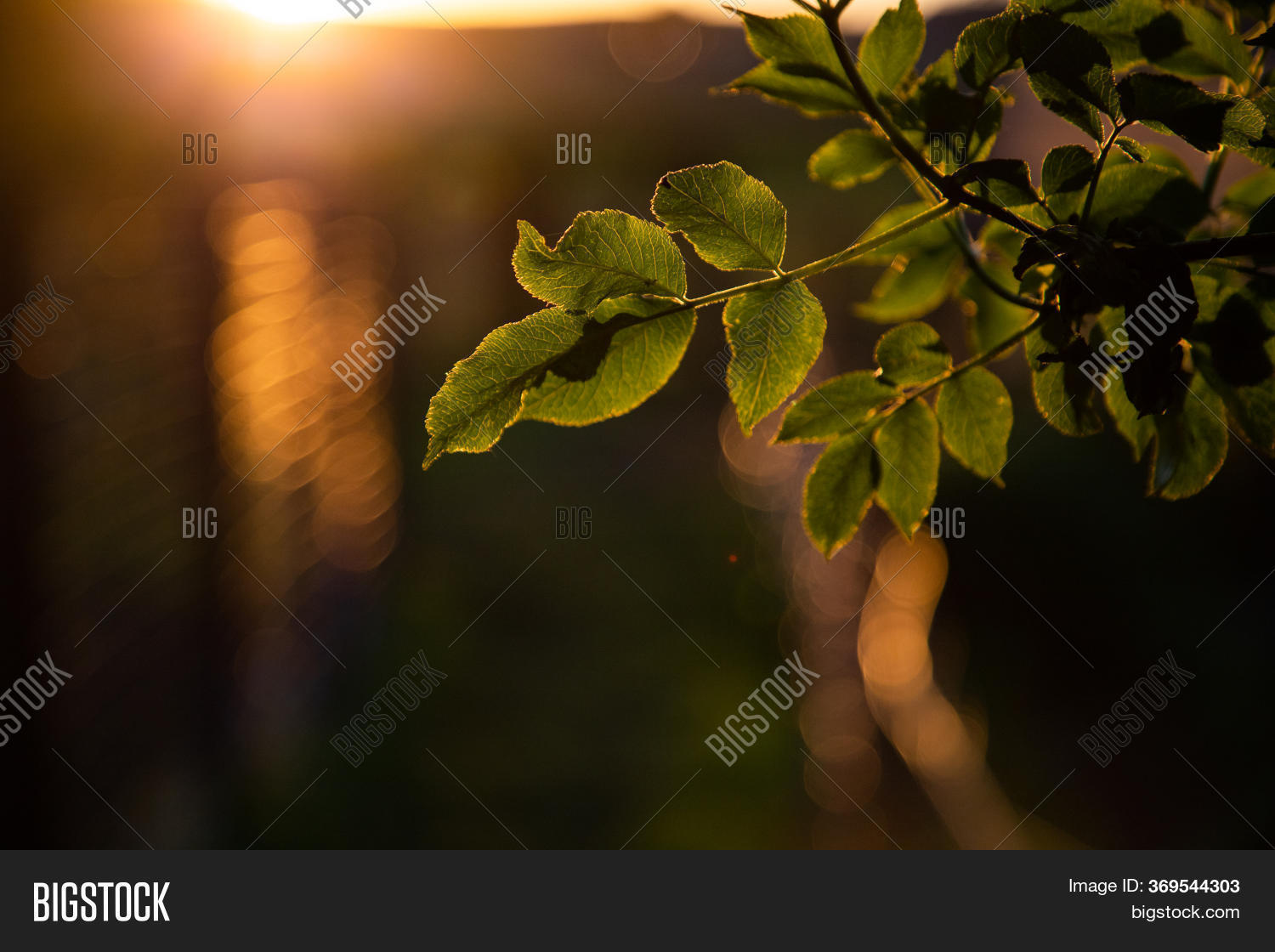 Green Leaves Sunset Image & Photo (Free Trial) | Bigstock