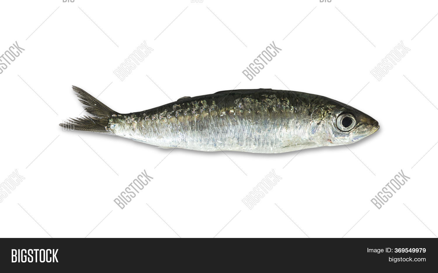 One Fresh Sardine Image & Photo (Free Trial) | Bigstock