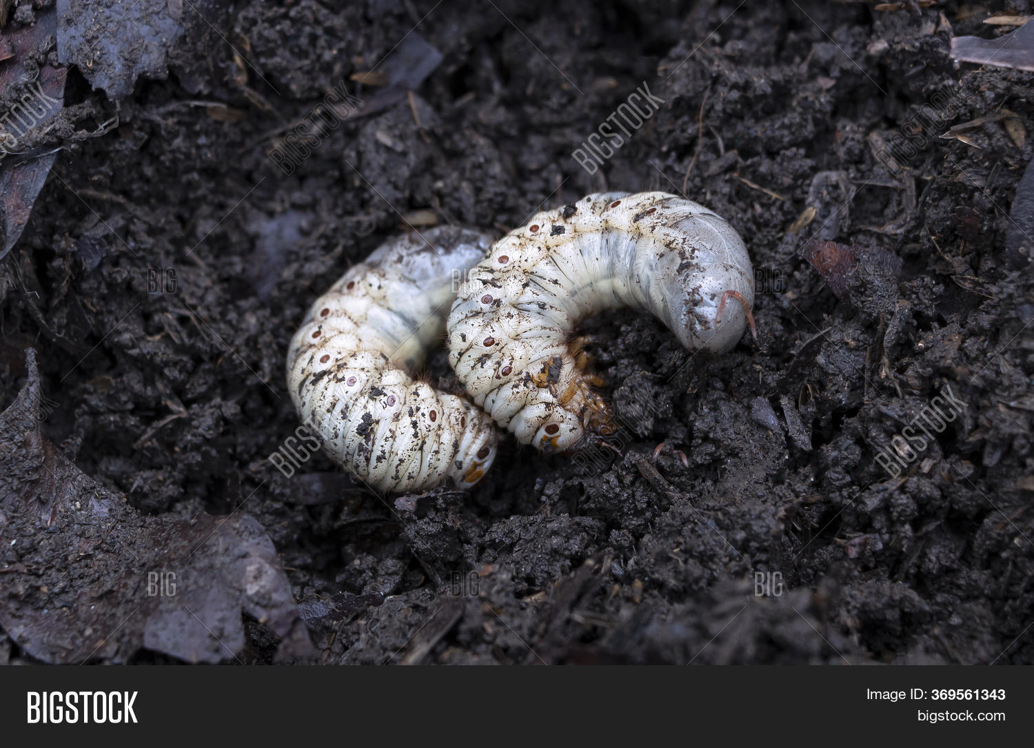 Beetle Larvae (grub) Image & Photo (Free Trial) | Bigstock