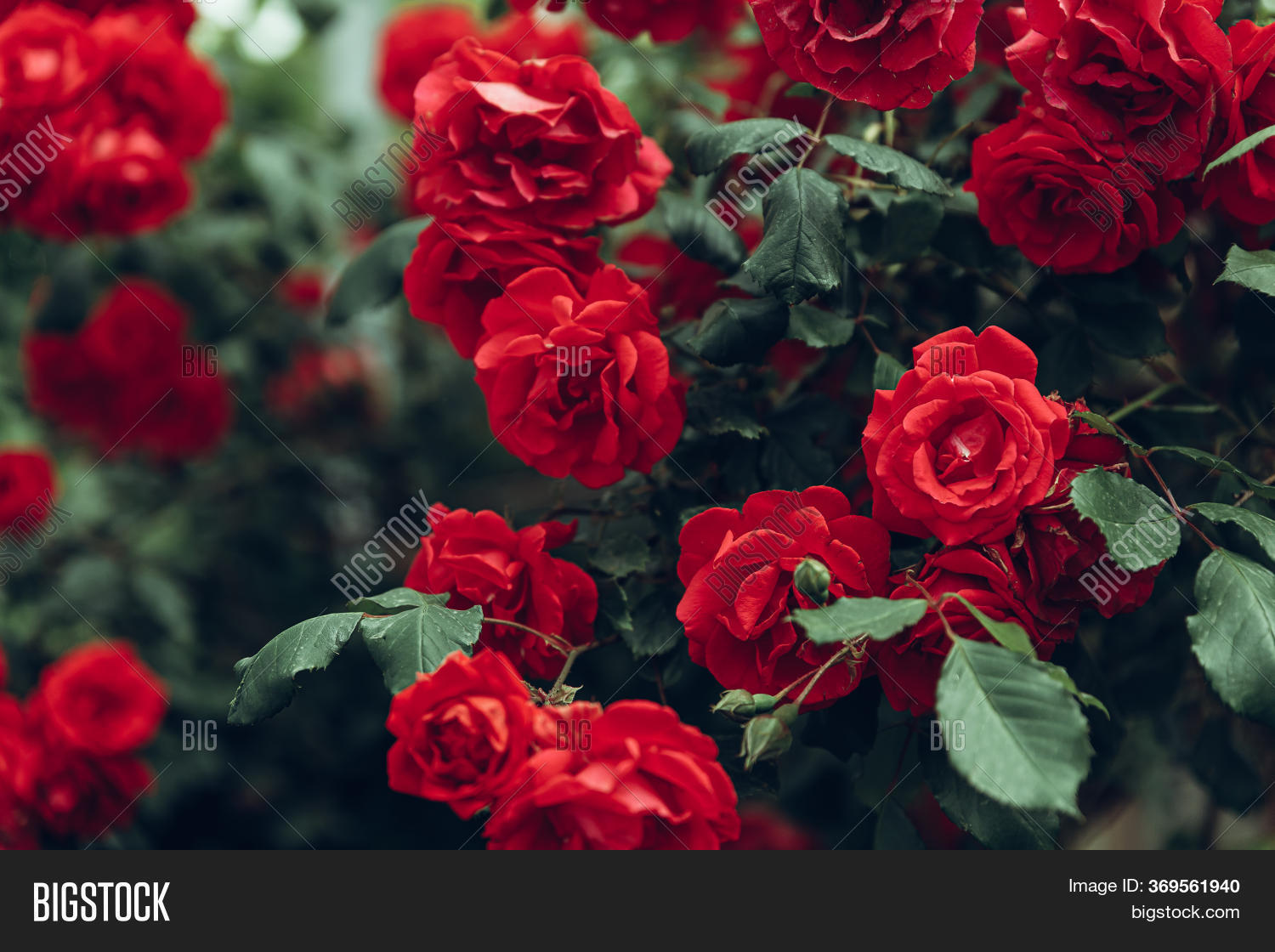 Red Rose Bush Growing Image & Photo (Free Trial) | Bigstock