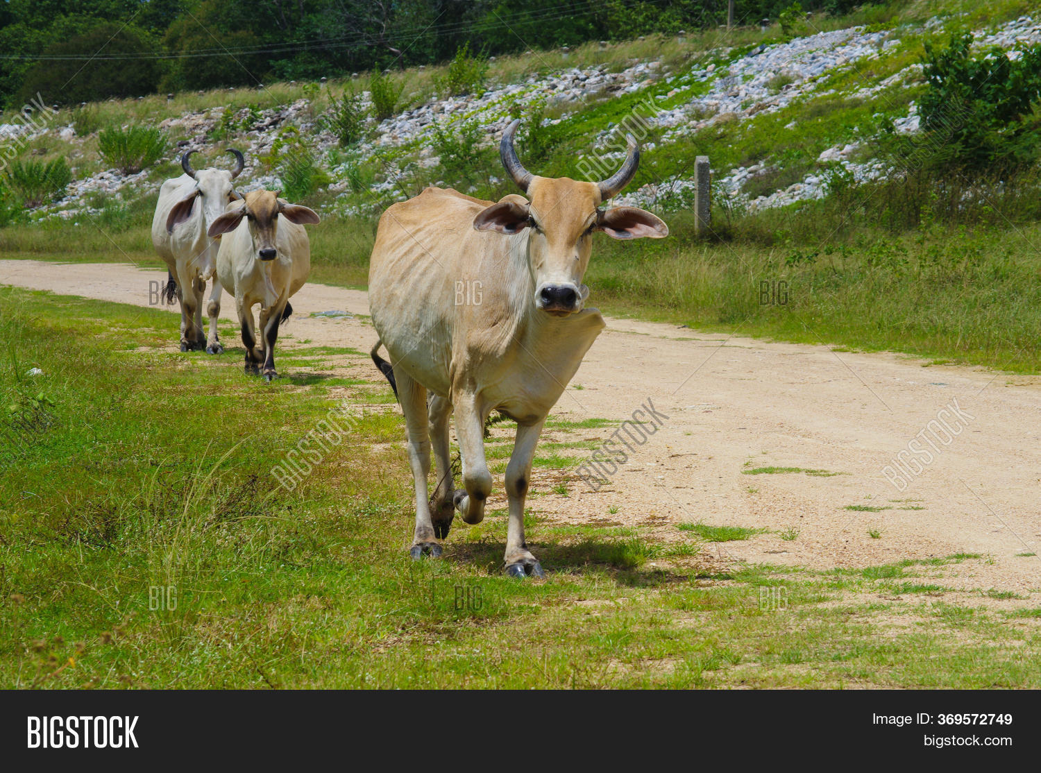 Zebu Long-horned Image & Photo (Free Trial) | Bigstock