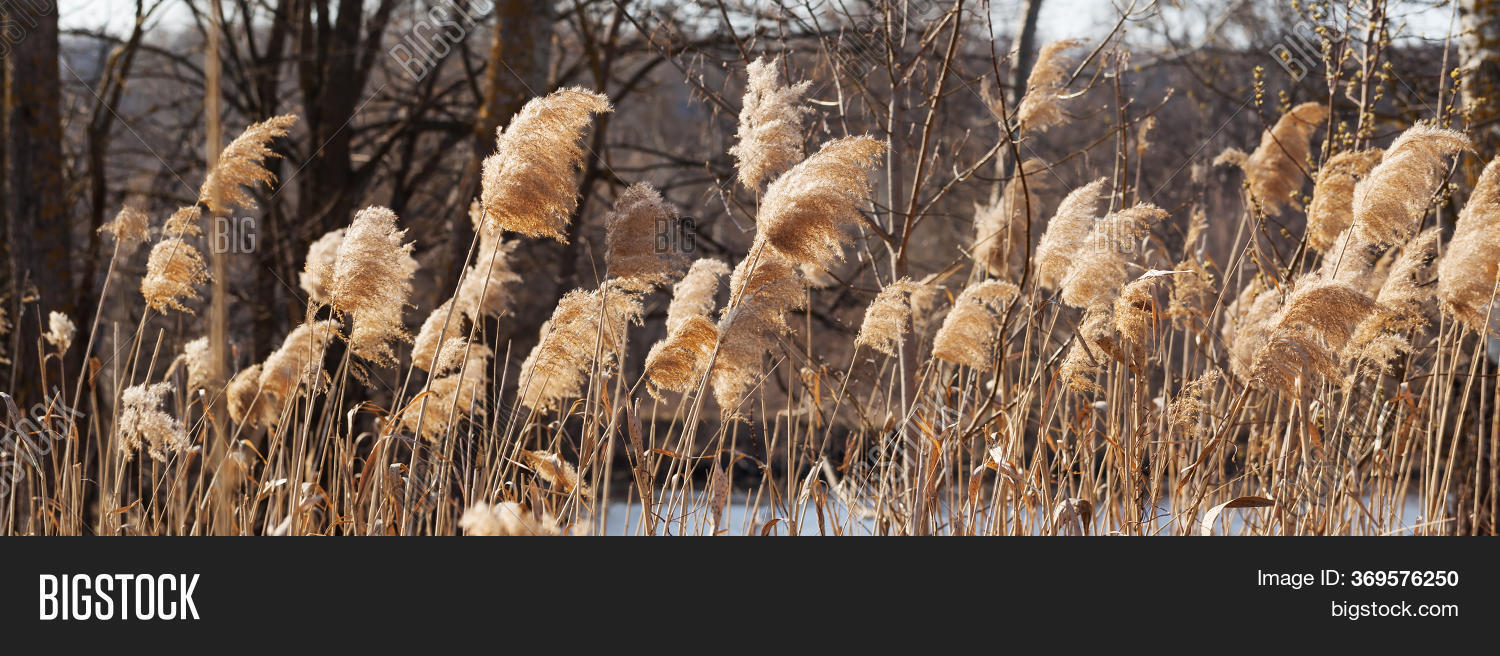Dry Canebrake ( Image & Photo (Free Trial) | Bigstock