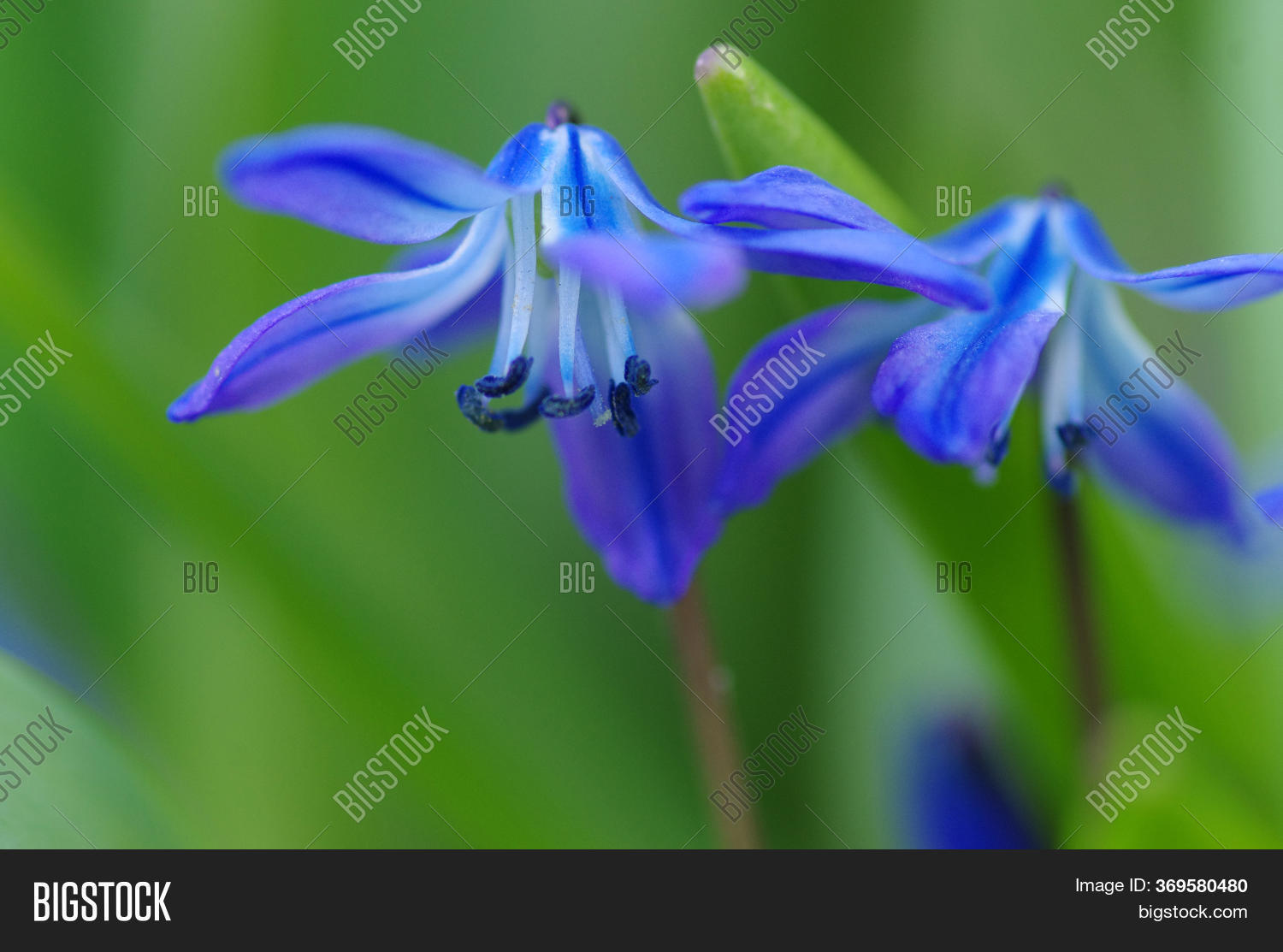 Scylla Siberian Image & Photo (Free Trial) | Bigstock