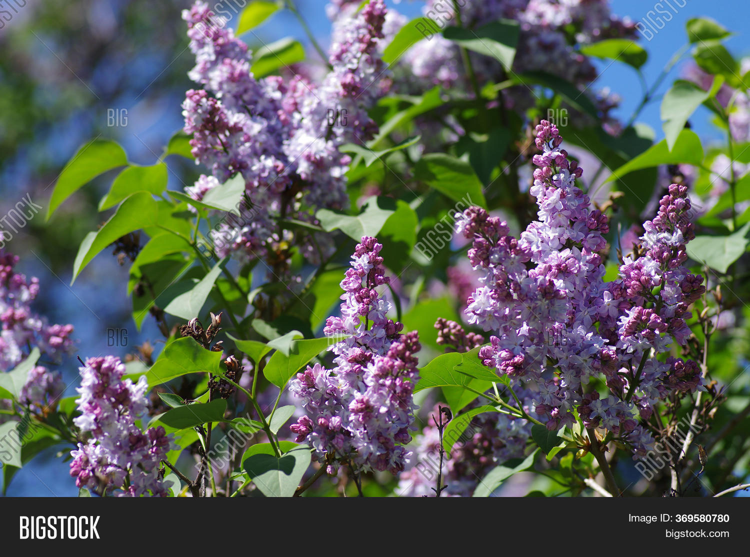 Purple Lilac Bush Image & Photo (Free Trial) | Bigstock