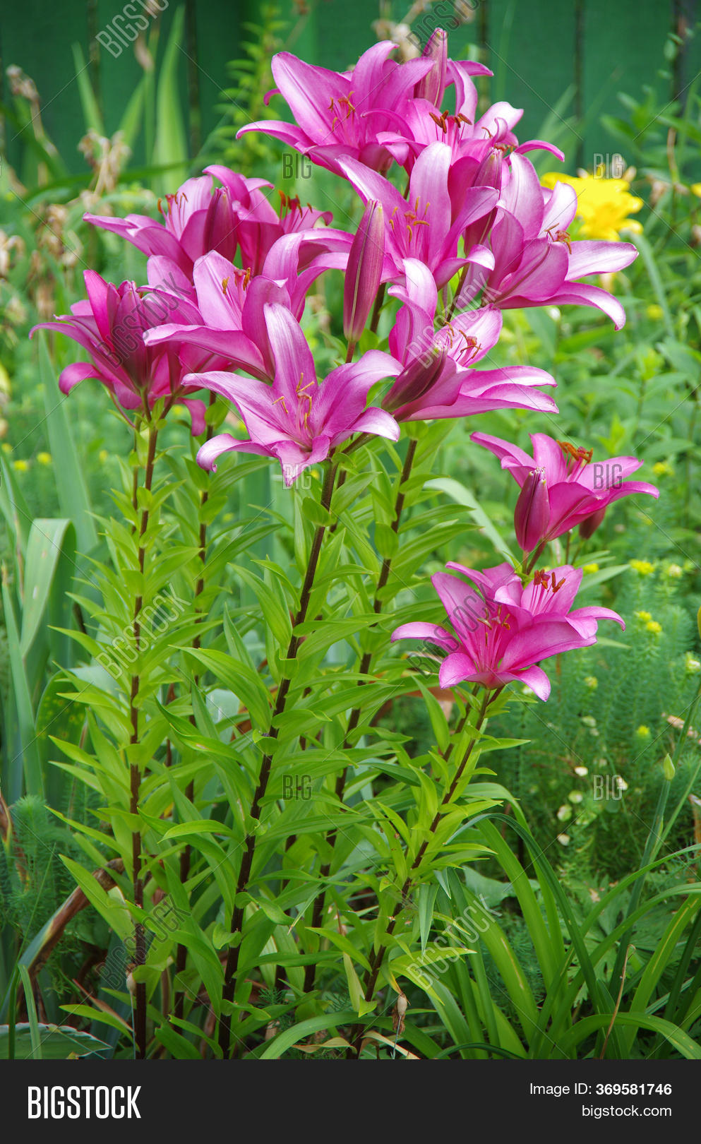 Lilium Garden Image & Photo (Free Trial) | Bigstock