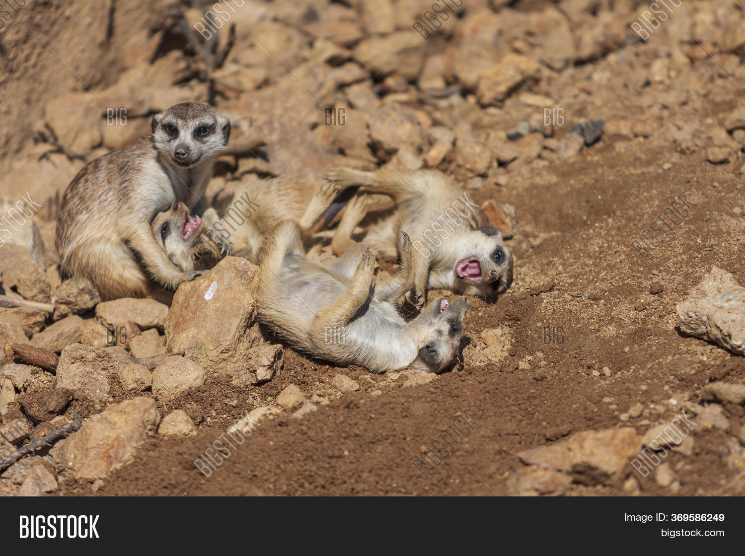 Meerkat - Suricata Image & Photo (Free Trial) | Bigstock