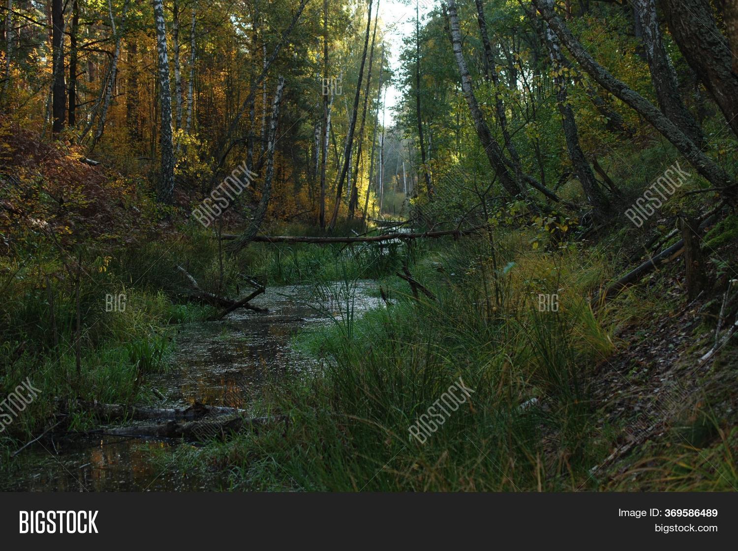 Small River Forest, Image & Photo (Free Trial) | Bigstock