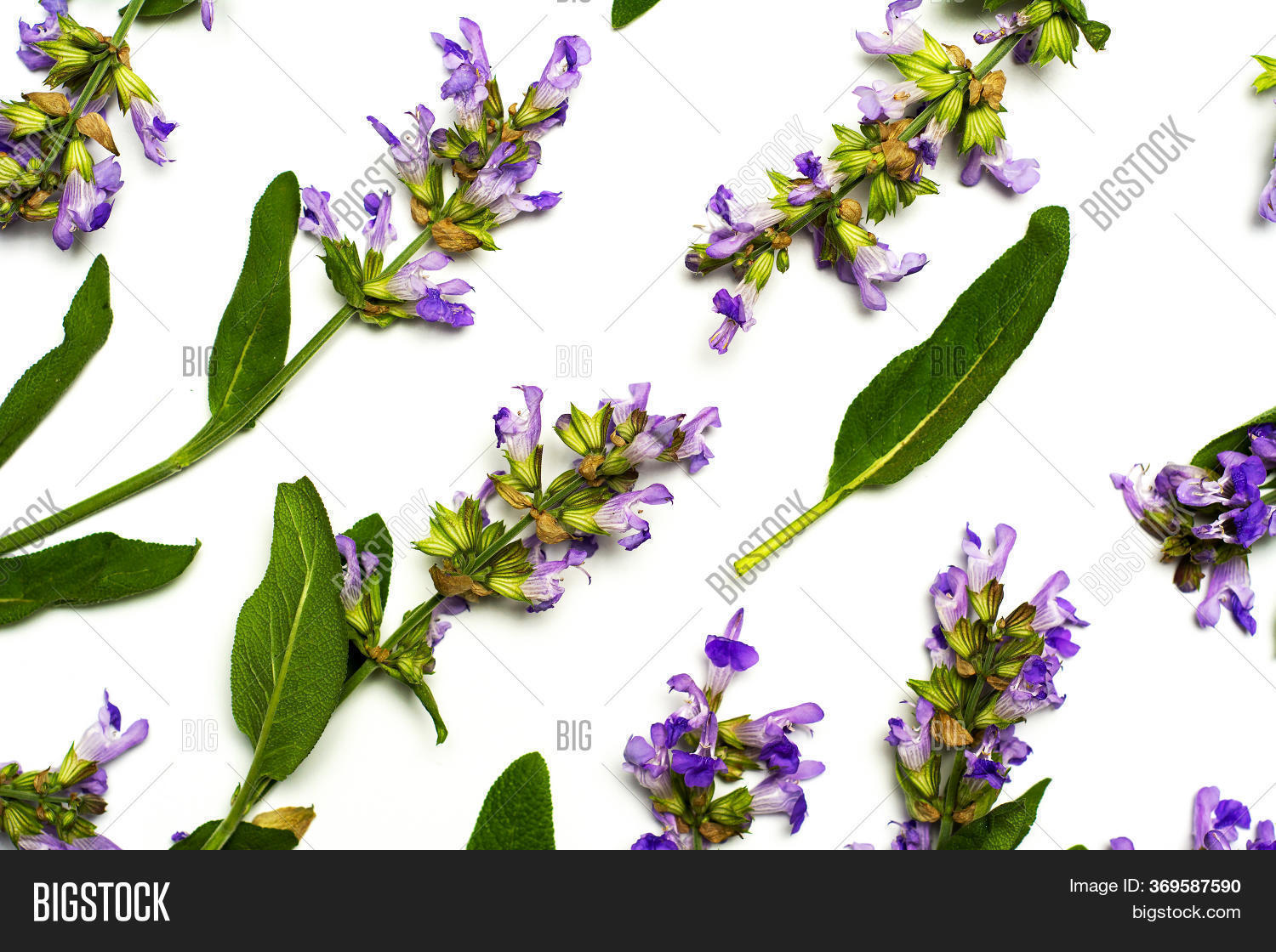 Sage Flower On White Image & Photo (Free Trial) | Bigstock