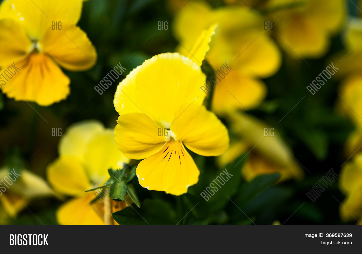 Bunch Yellow Viola Image & Photo (Free Trial) | Bigstock