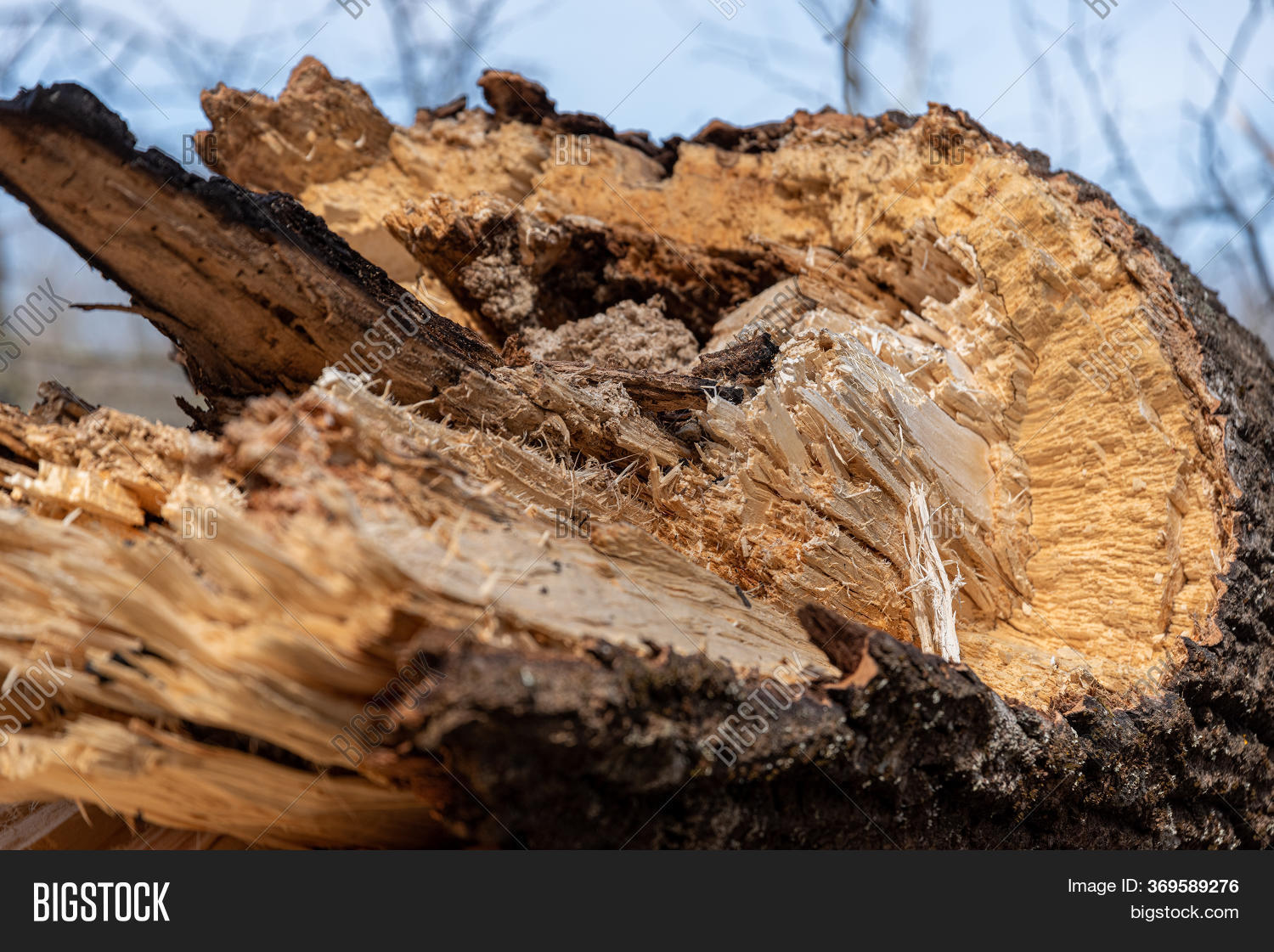Trunk Large Tree Image & Photo (Free Trial) | Bigstock