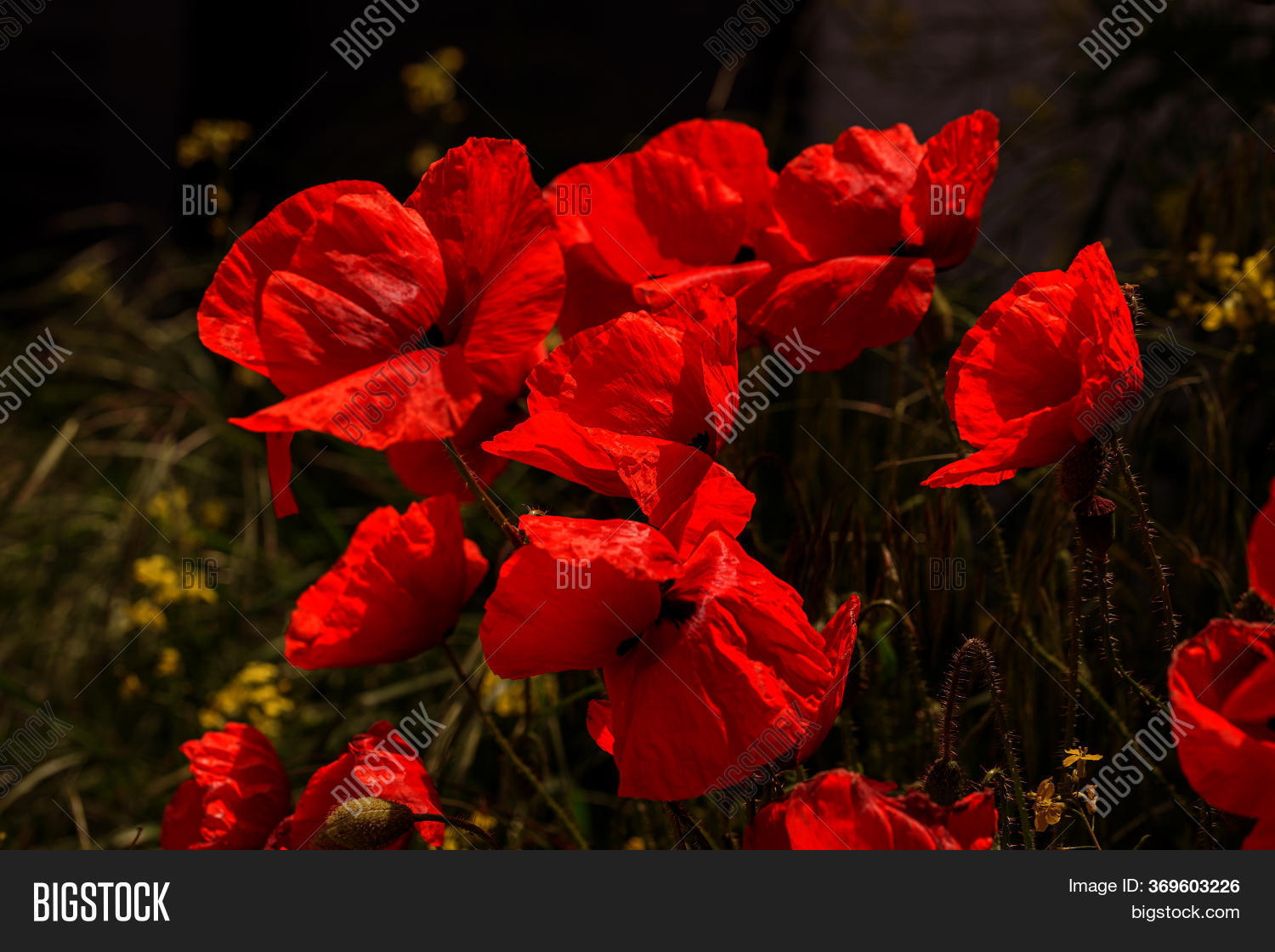 Flowers Red Poppies Image & Photo (Free Trial) | Bigstock