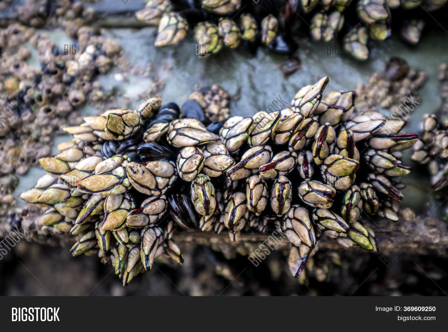 Percebes Natural Live Image & Photo (Free Trial) | Bigstock