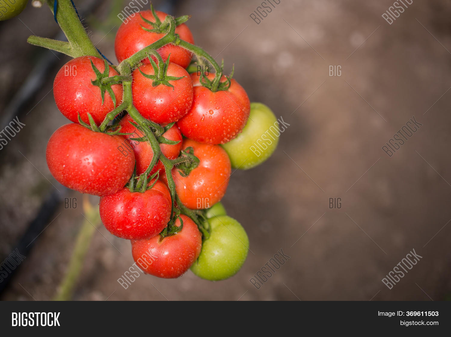 Branch Fresh Tomatoes Image & Photo (Free Trial) | Bigstock