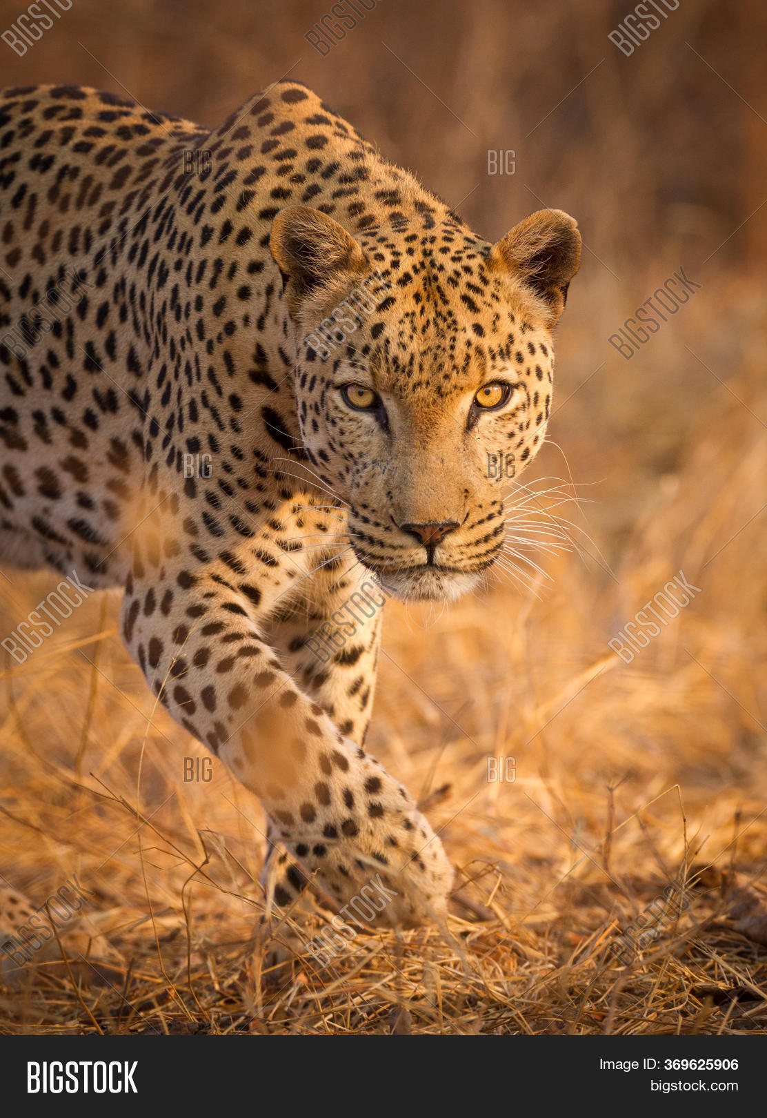 Adult Male Leopard Image & Photo (Free Trial) | Bigstock