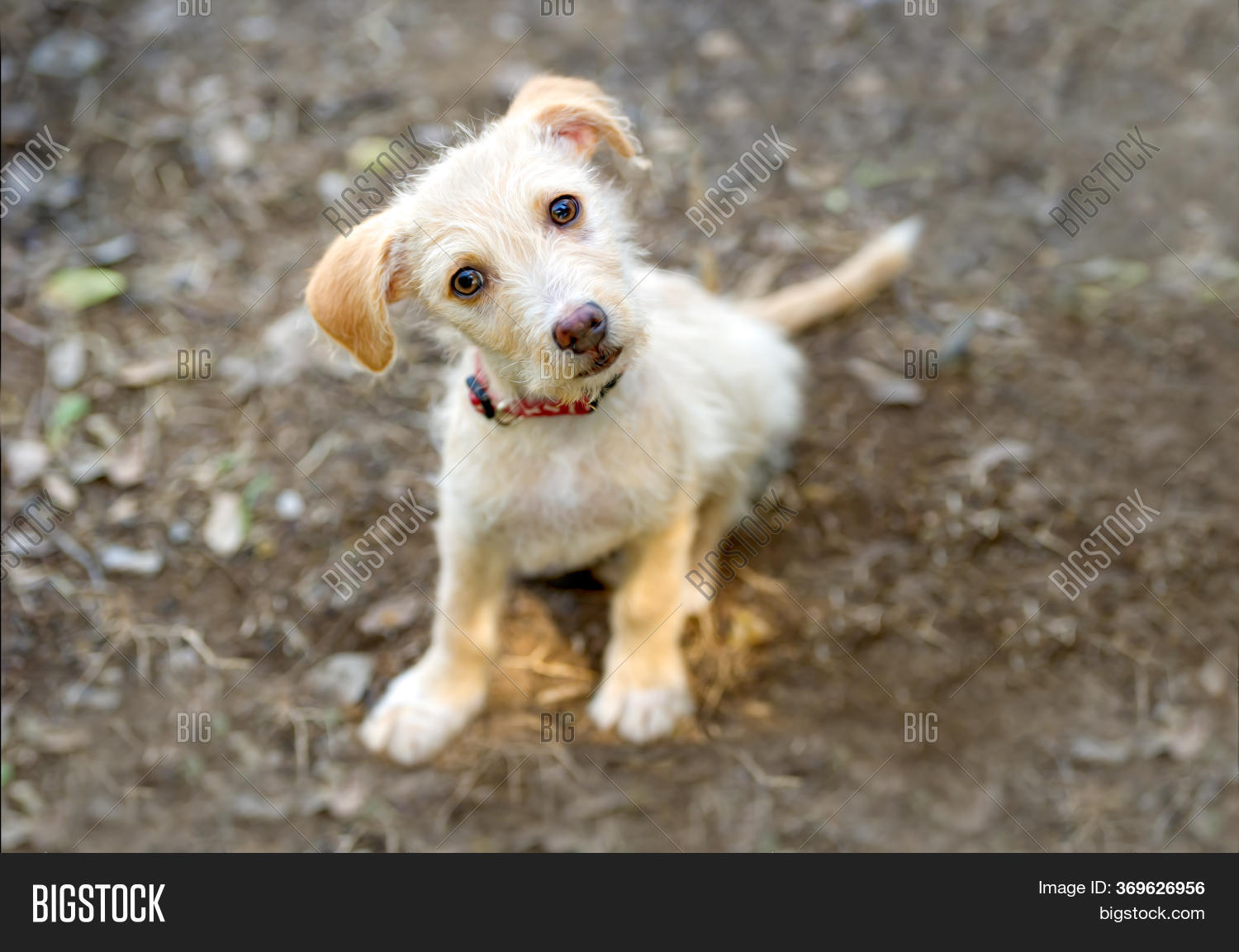 Curious Dog Cute Puppy Image & Photo (Free Trial) | Bigstock