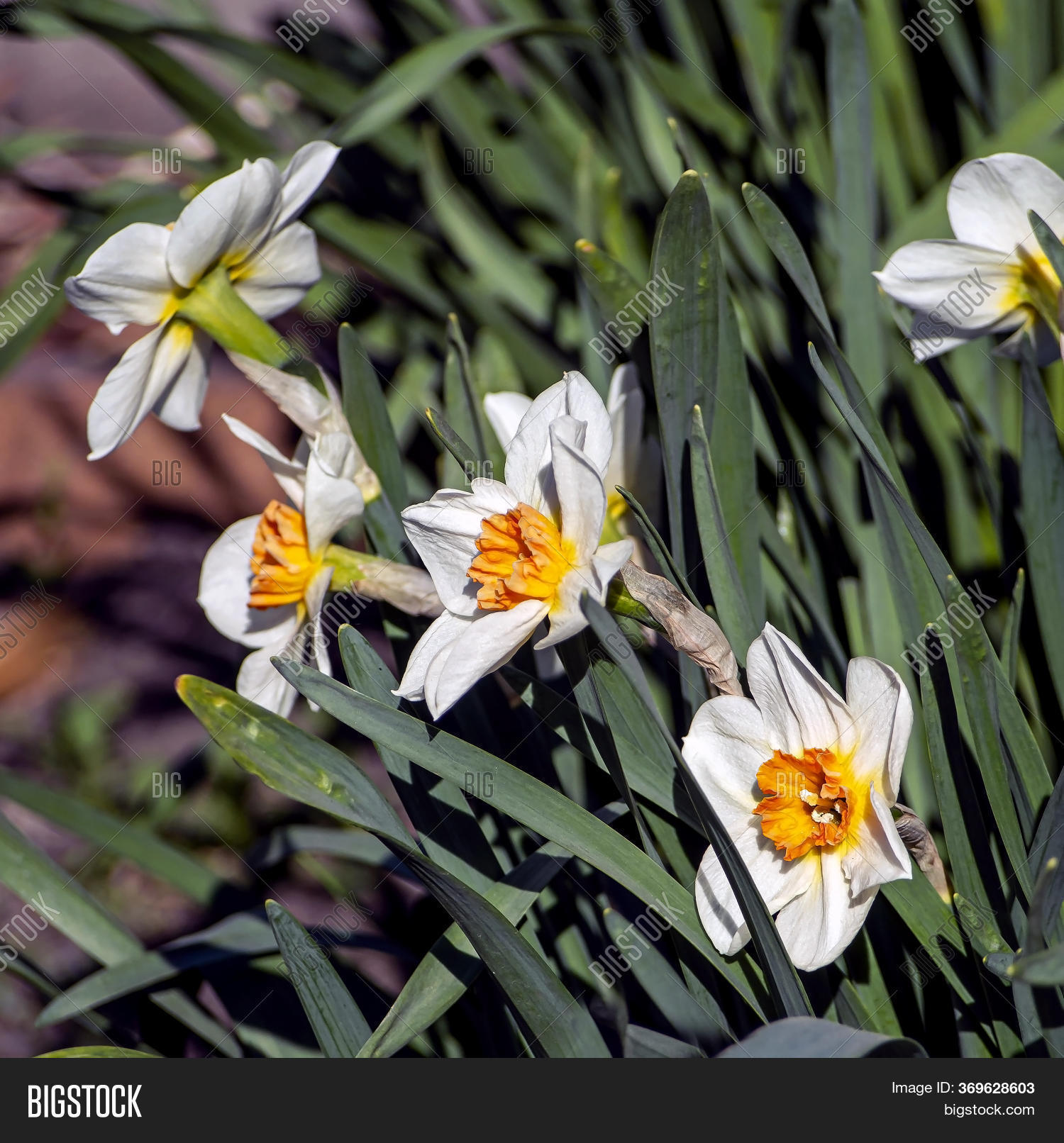White Narcissus, Plant Image & Photo (Free Trial) | Bigstock