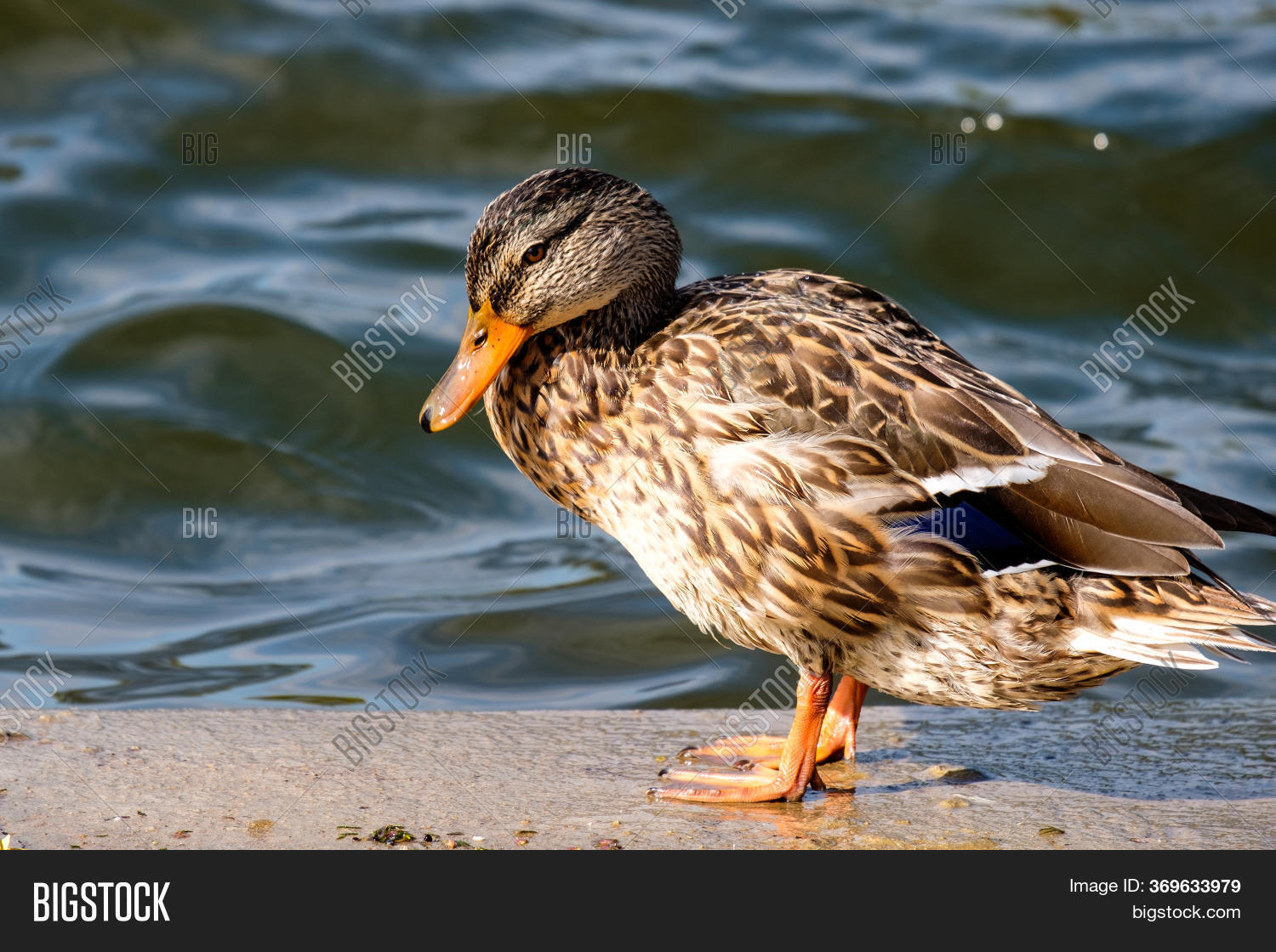 Wild Gray Duck On Image & Photo (Free Trial) | Bigstock