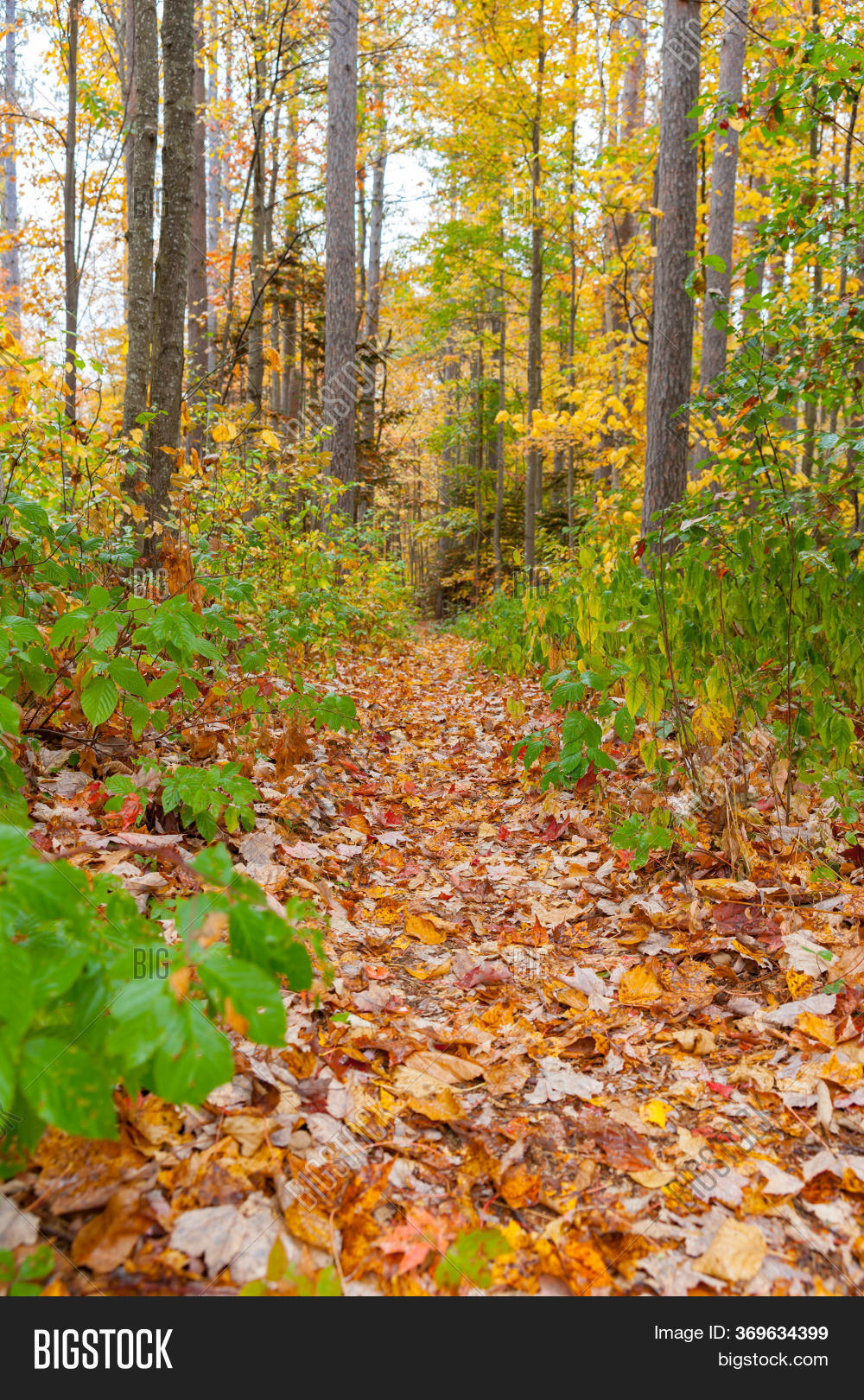 Path Between Tall Image & Photo (Free Trial) | Bigstock