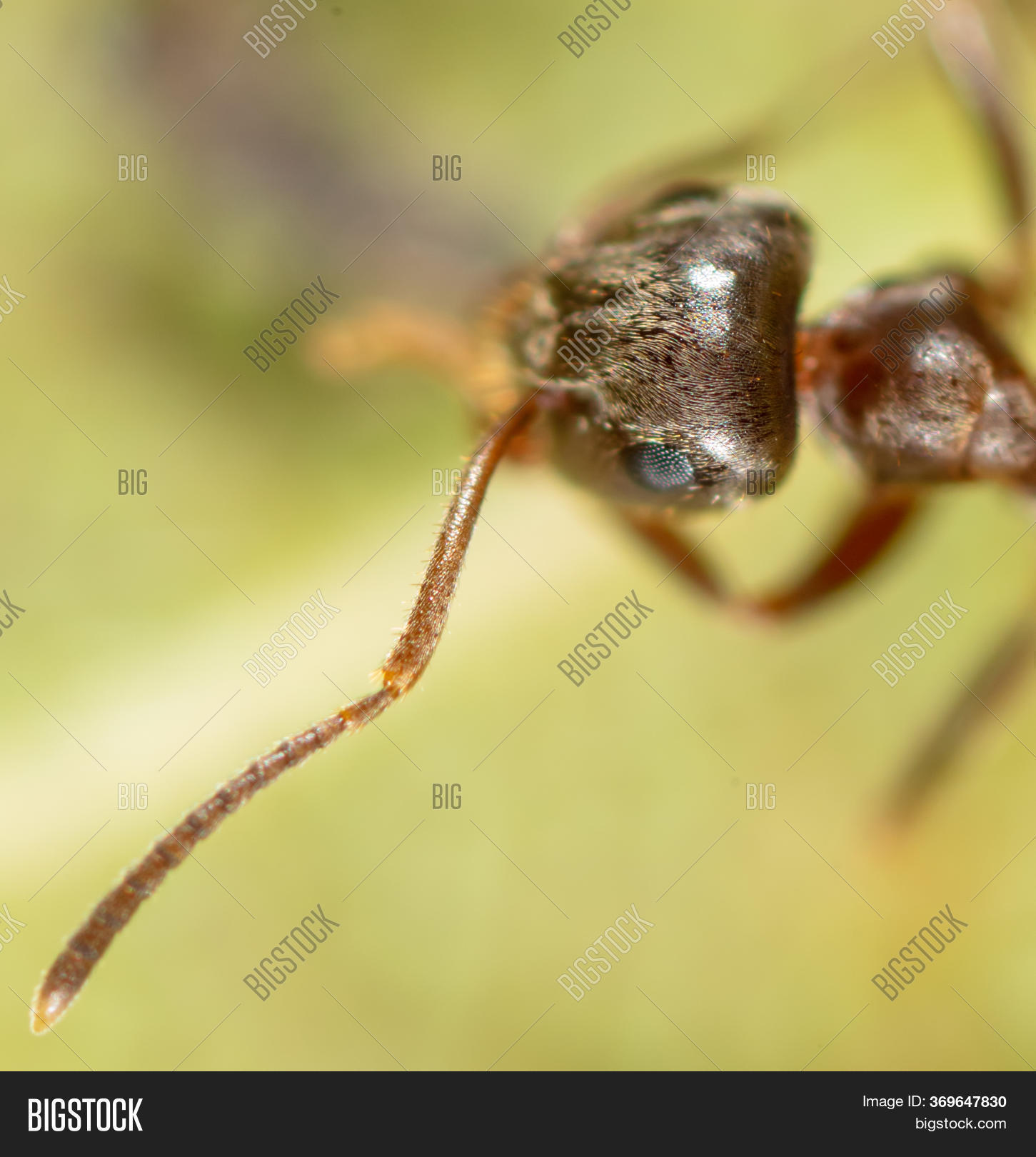 Portrait Ant Nature. Image & Photo (Free Trial) | Bigstock