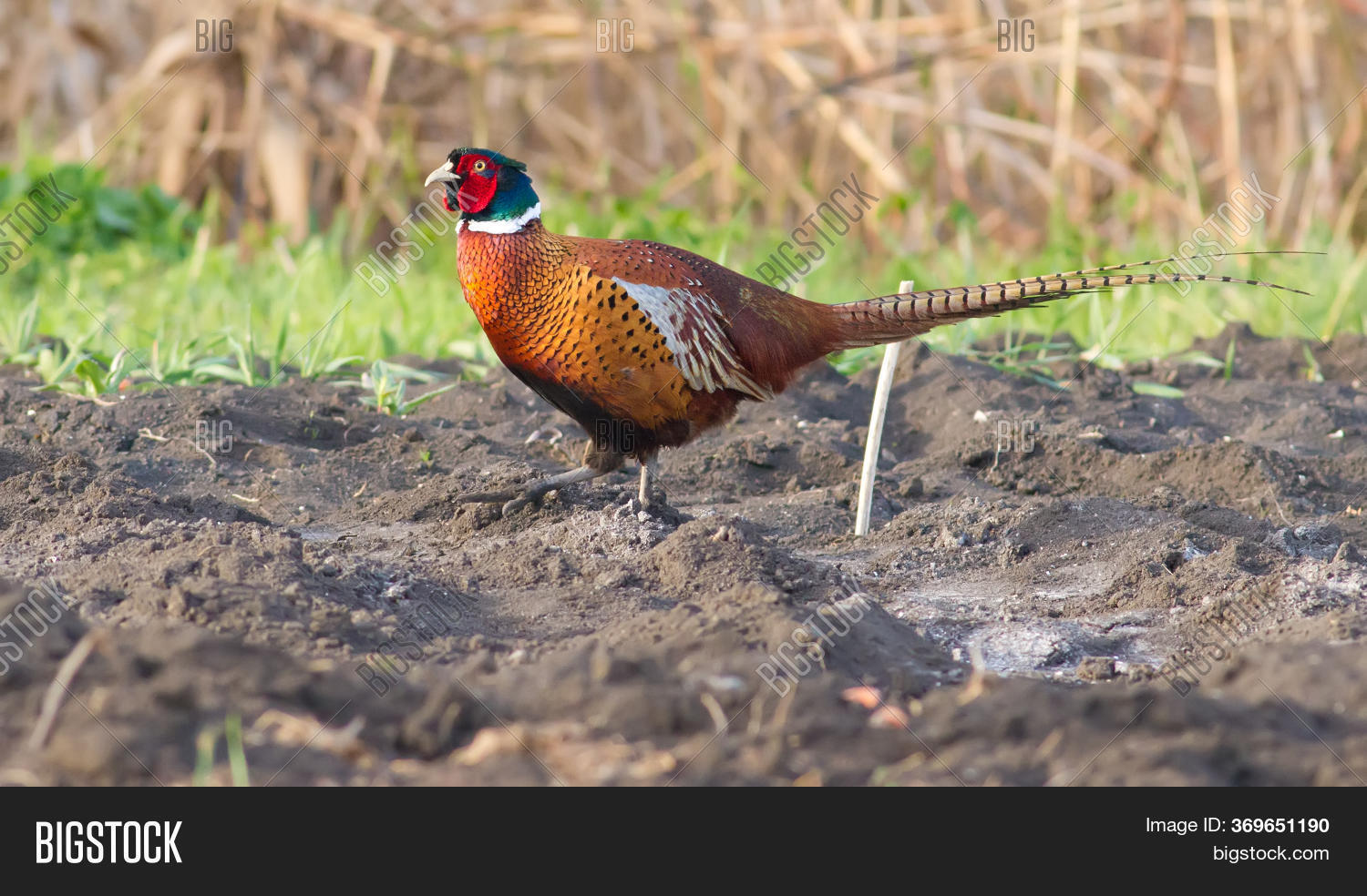 Pheasant, Phasianus. Image & Photo (Free Trial) | Bigstock