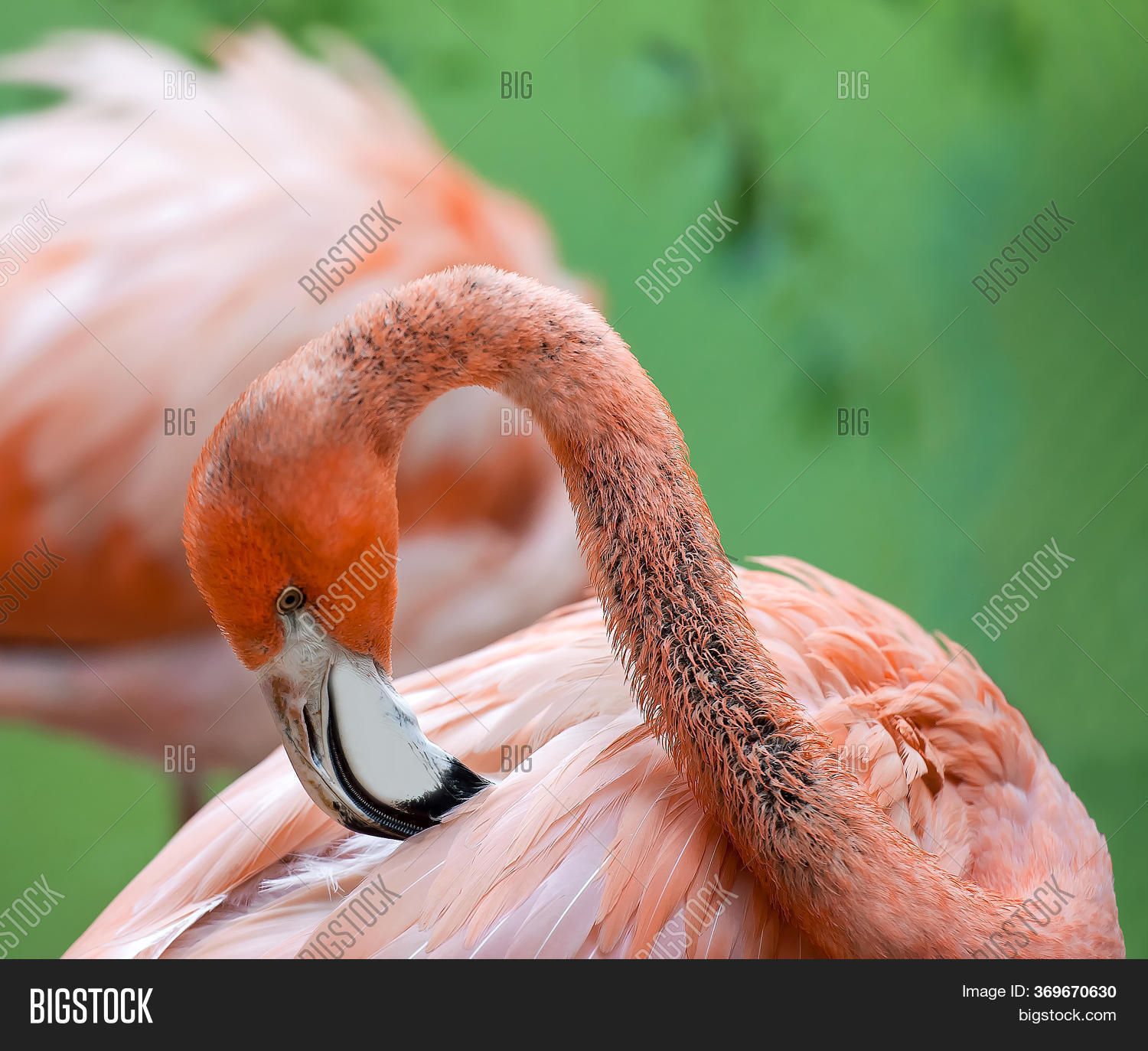American Flamingo ( Image & Photo (Free Trial) | Bigstock