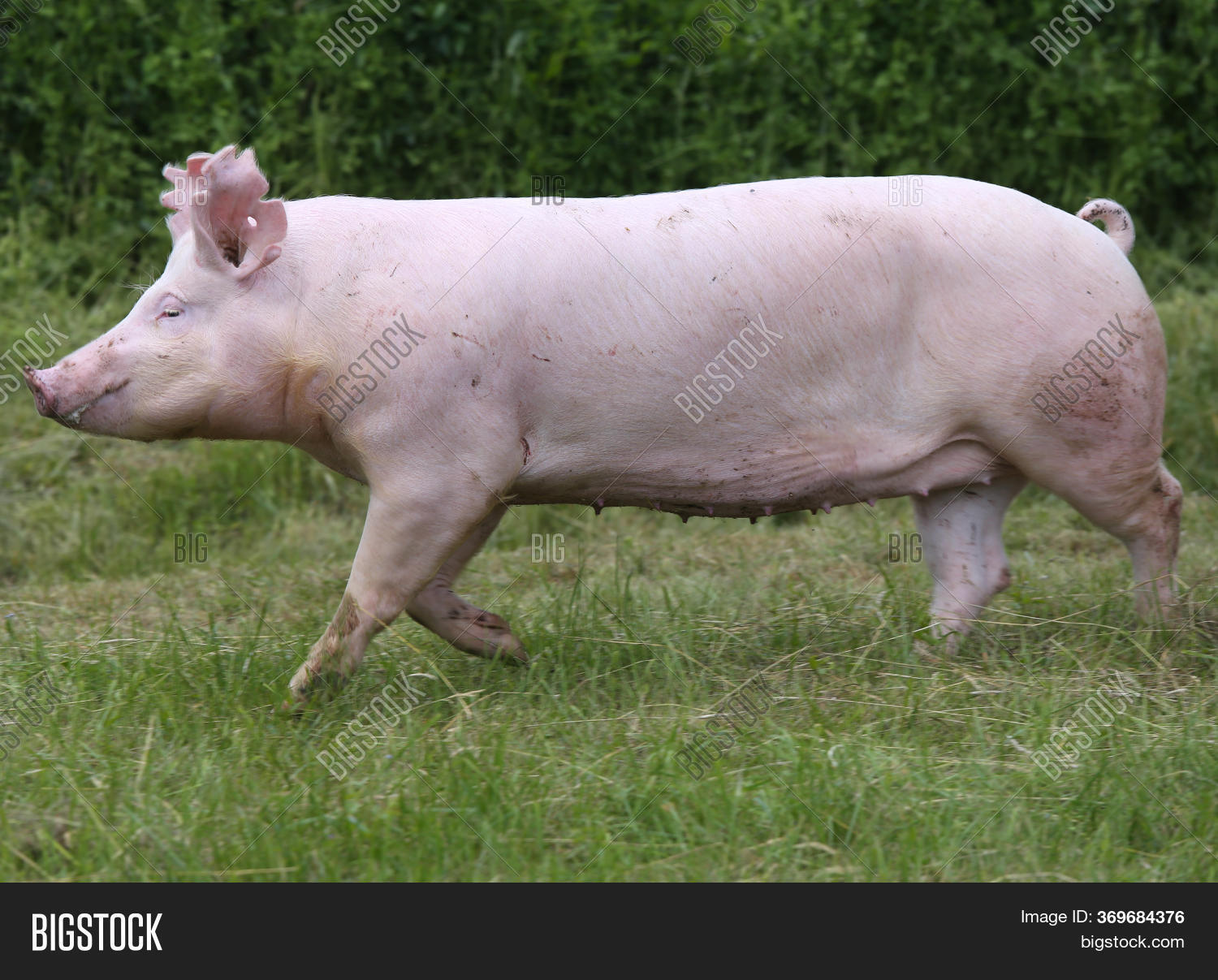 Pig Farming Raising Image & Photo (Free Trial) | Bigstock