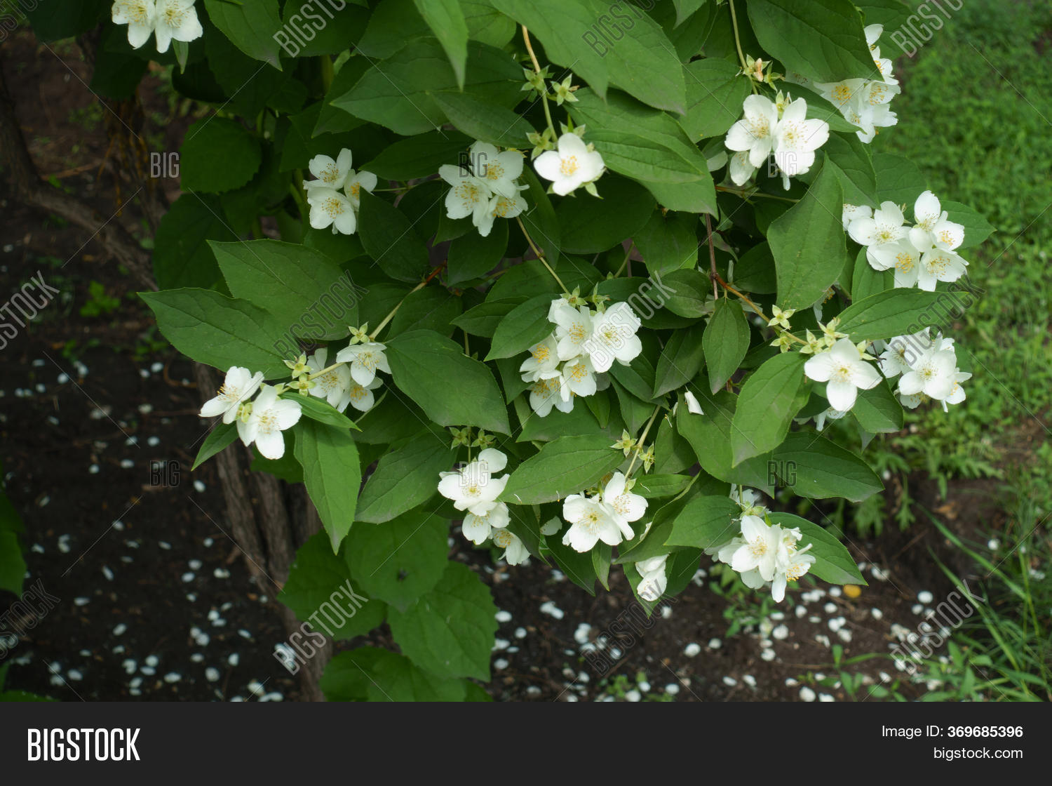 Simple White Flowers Image & Photo (Free Trial) | Bigstock