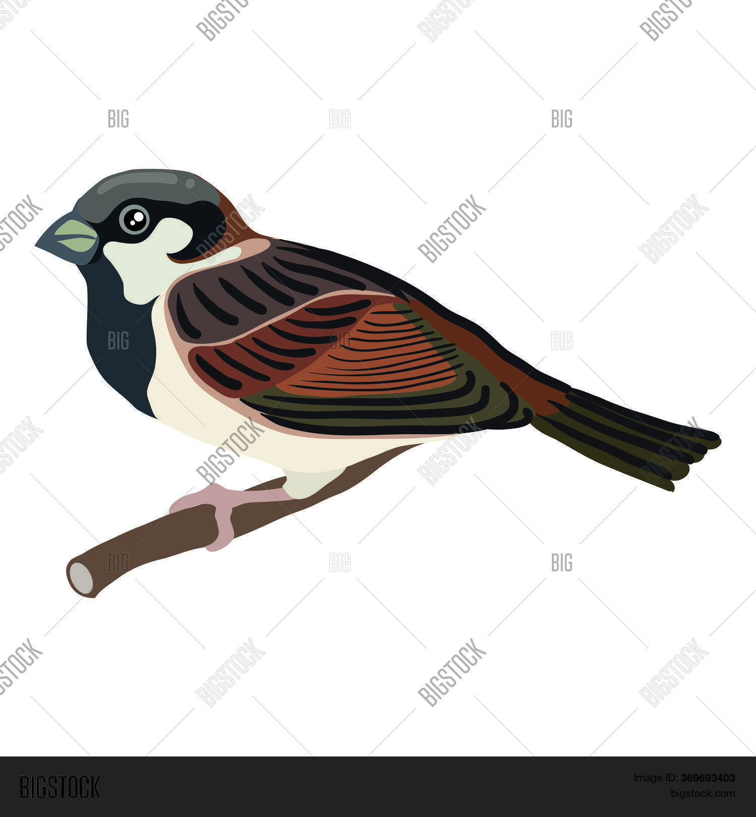 Natural Sparrow, Vector & Photo (Free Trial) | Bigstock