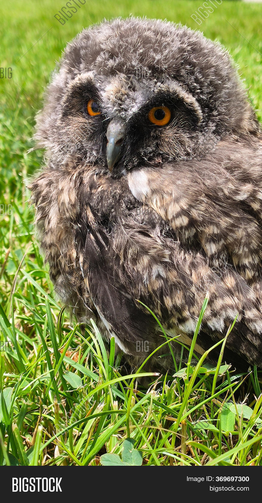 Owl Cub Separated Nest Image & Photo (Free Trial) | Bigstock