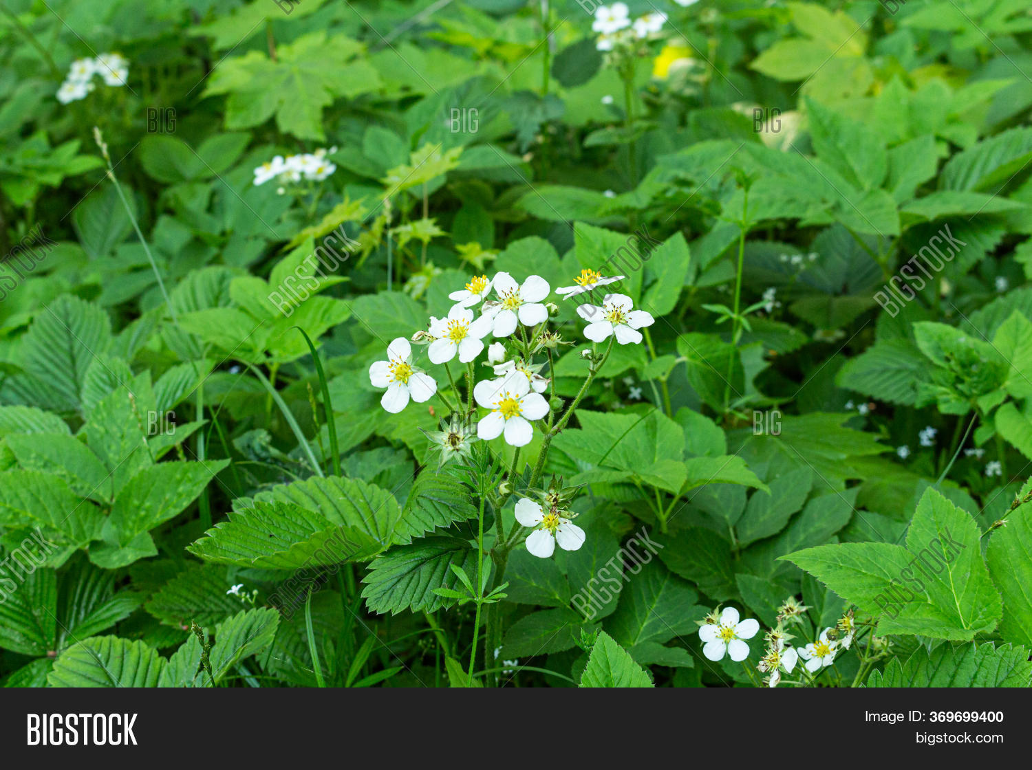 Fragaria Vesca White Image & Photo (Free Trial) | Bigstock