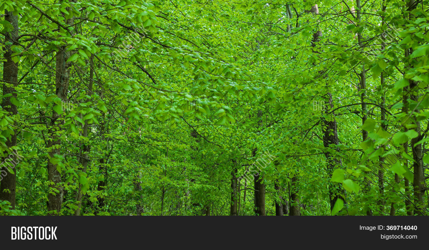 Beautiful Green Trees Image & Photo (Free Trial) | Bigstock