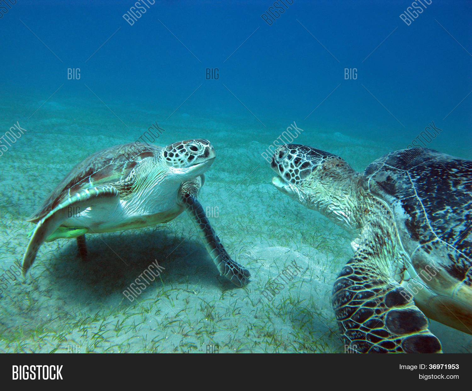 Two Sea Turles On Image & Photo (Free Trial) | Bigstock