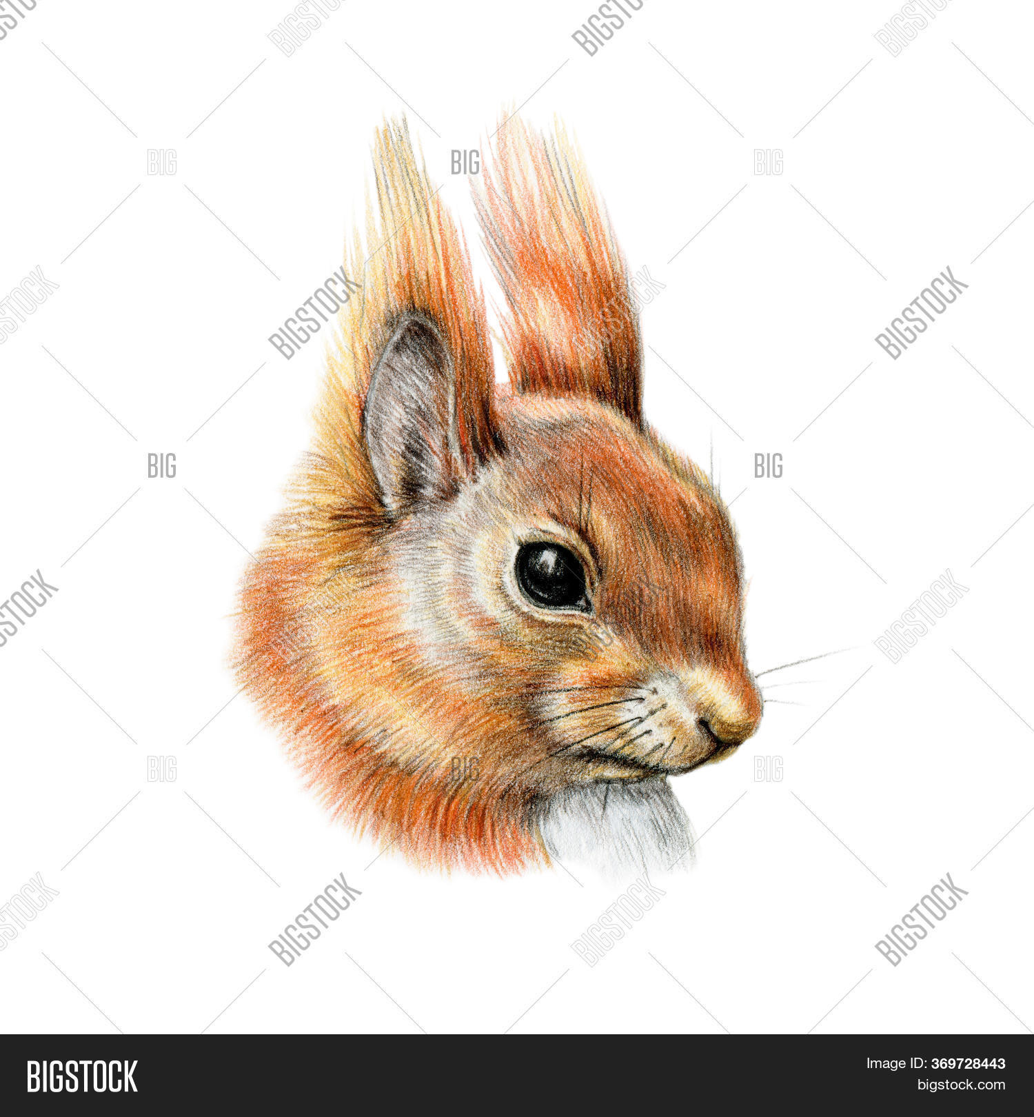 Squirrel Head Portrait Image & Photo (Free Trial) | Bigstock