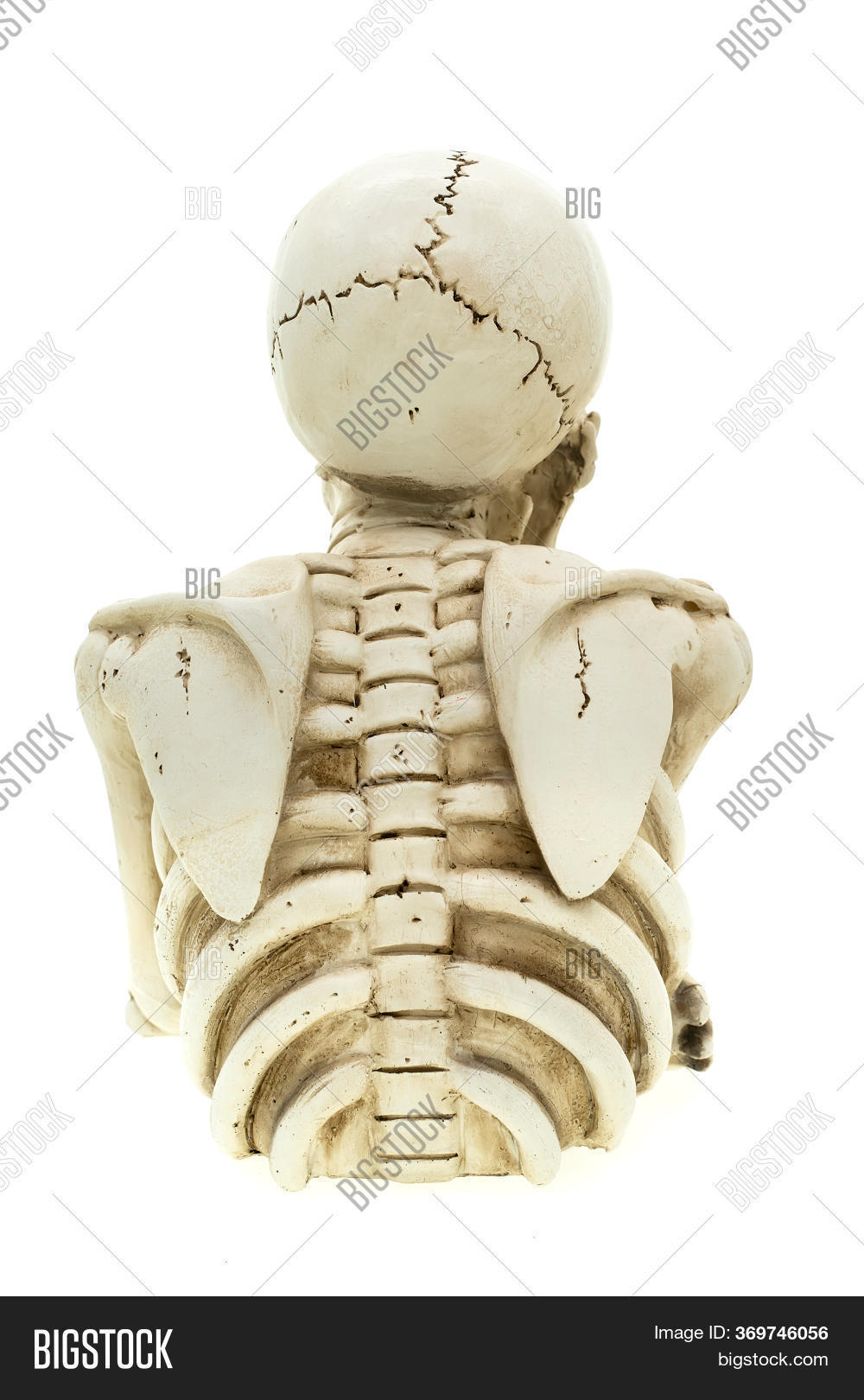 Skull Sitting Thinking Image & Photo (Free Trial) | Bigstock