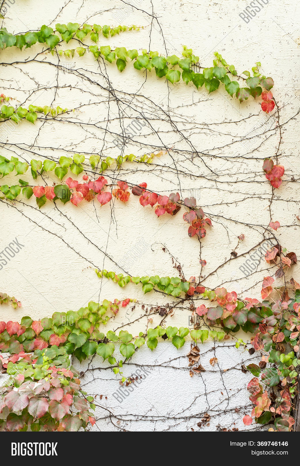 Fall Ivy Creeper Image & Photo (Free Trial) | Bigstock