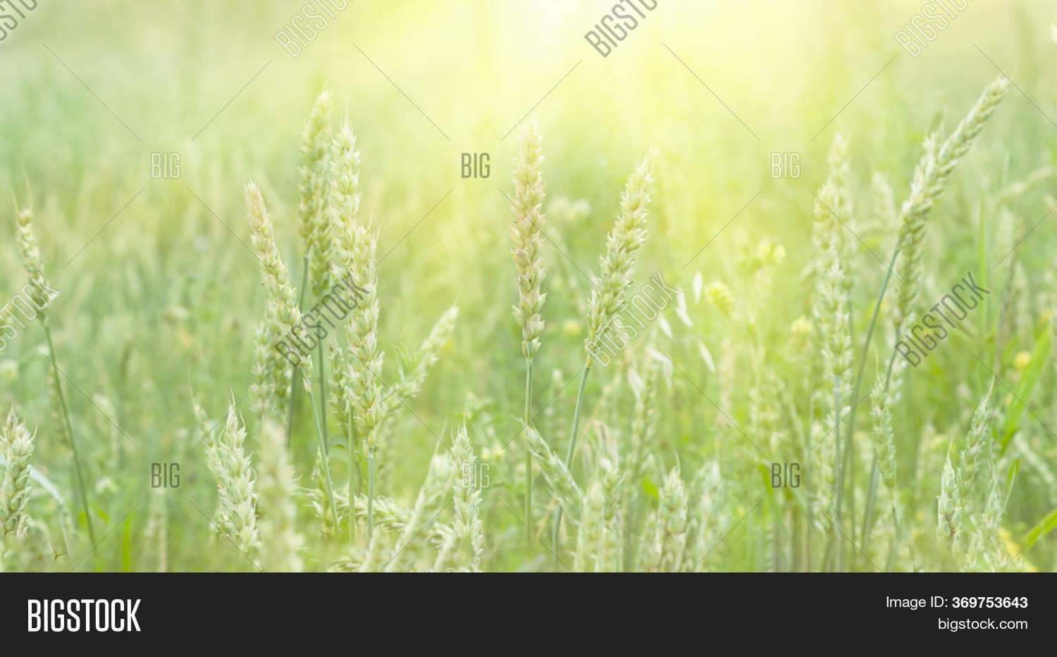 Wheat Field Ripe Wheat Image & Photo (Free Trial) | Bigstock