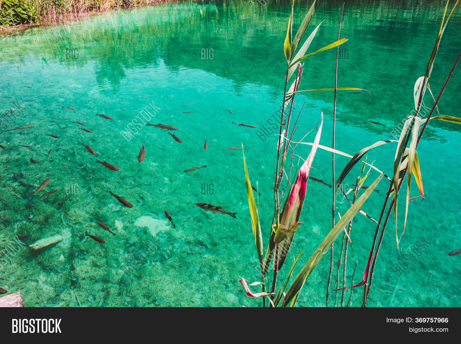 Fish Swimming Clear Image & Photo (Free Trial) | Bigstock