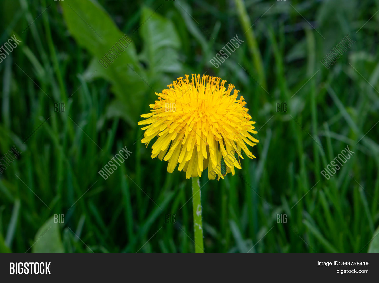 Yellow Dandelion. Image & Photo (Free Trial) | Bigstock