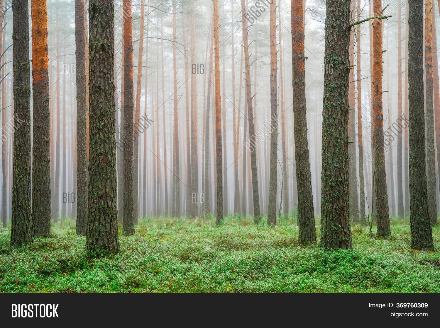 Clear Green Forest. Image & Photo (Free Trial) | Bigstock
