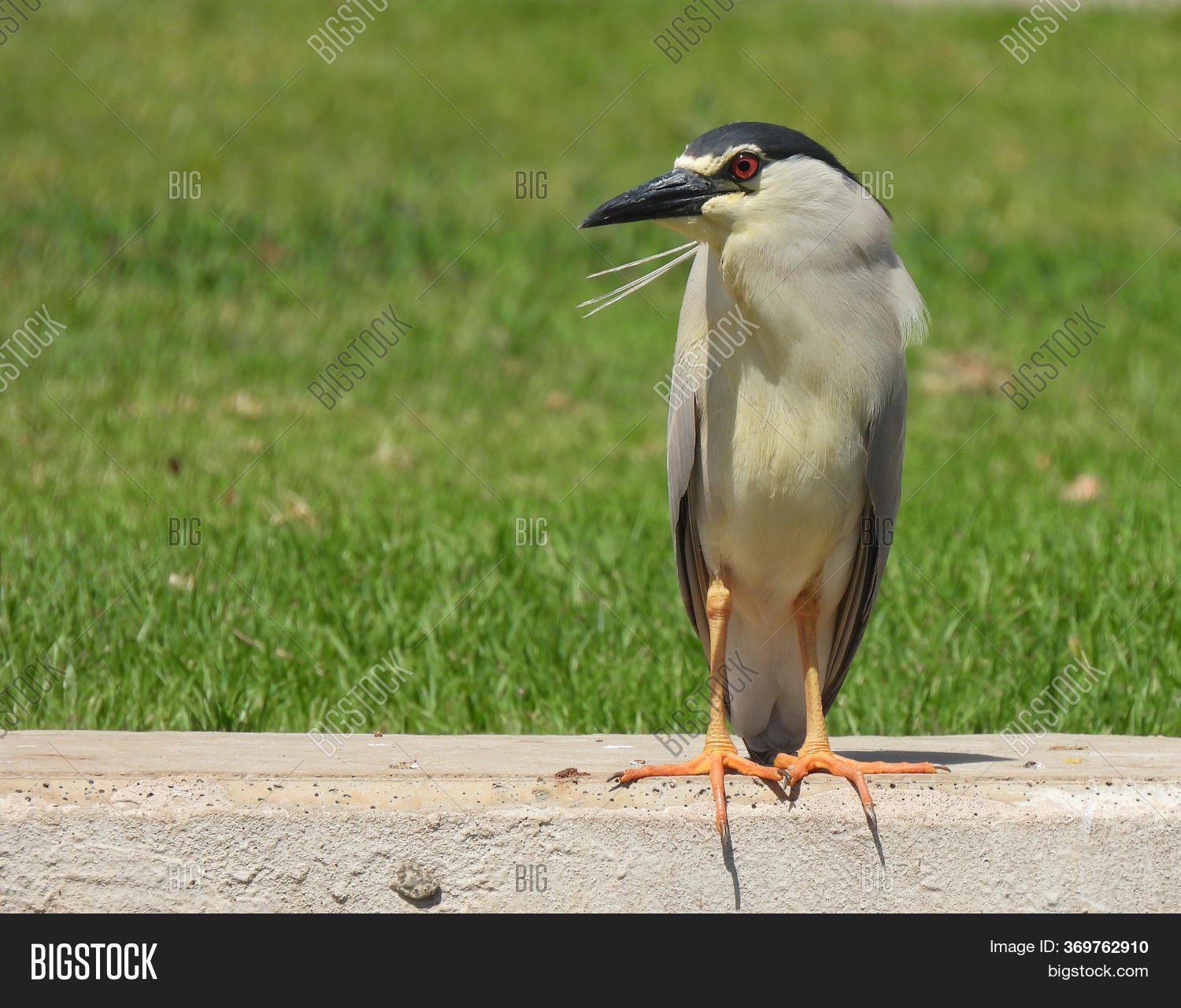 Common Heron Bird Image & Photo (Free Trial) | Bigstock