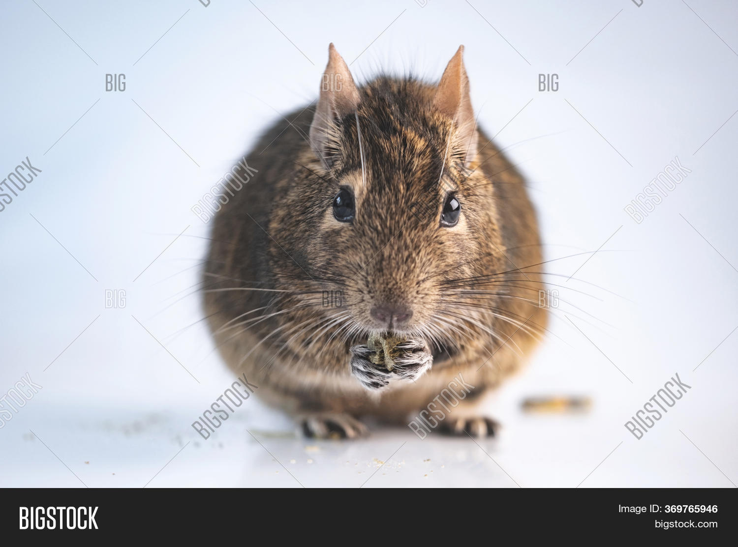 Funny Rodent Degu Image & Photo (Free Trial) | Bigstock