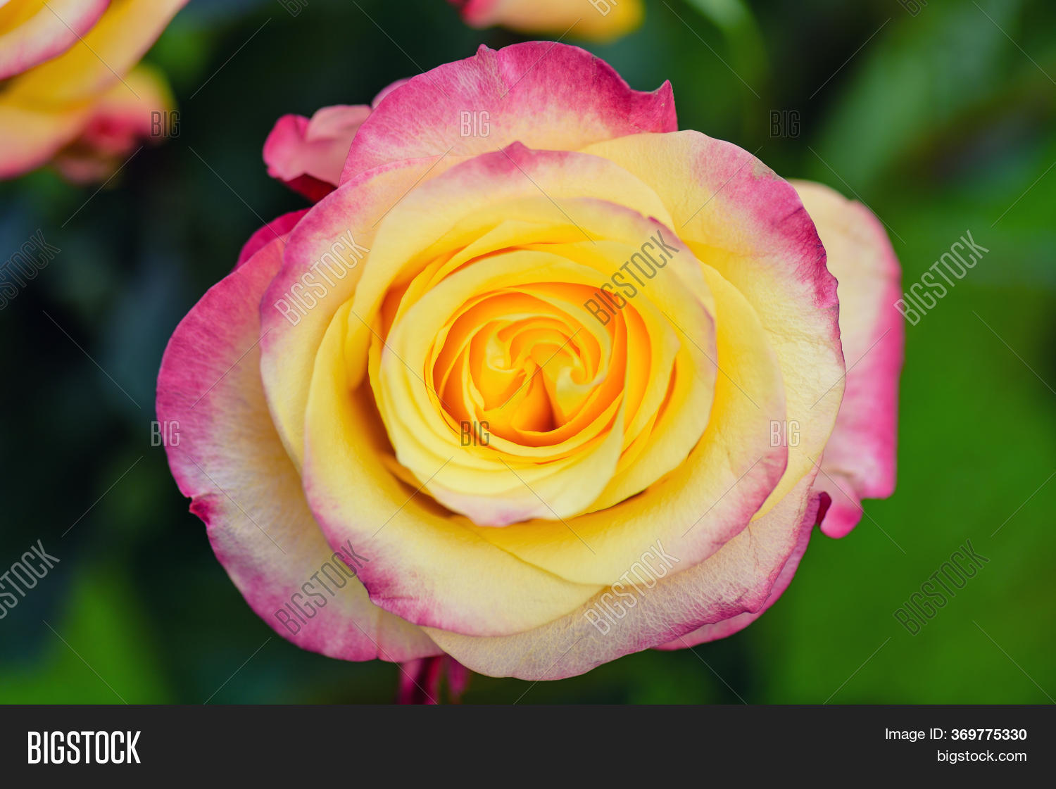 Macro Red Yellow Rose Image & Photo (Free Trial) | Bigstock