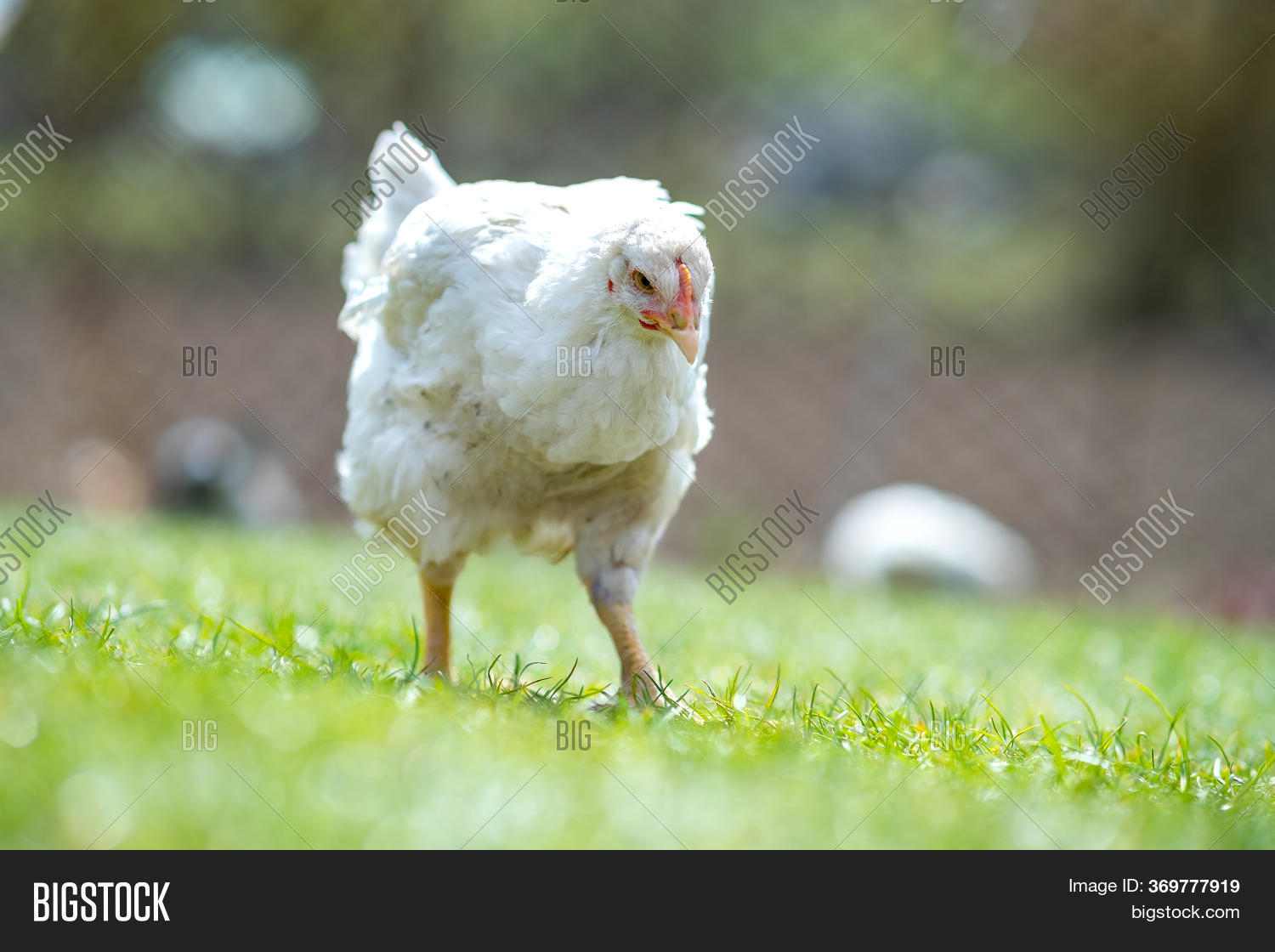 Hen Feed On Image & Photo (Free Trial) | Bigstock